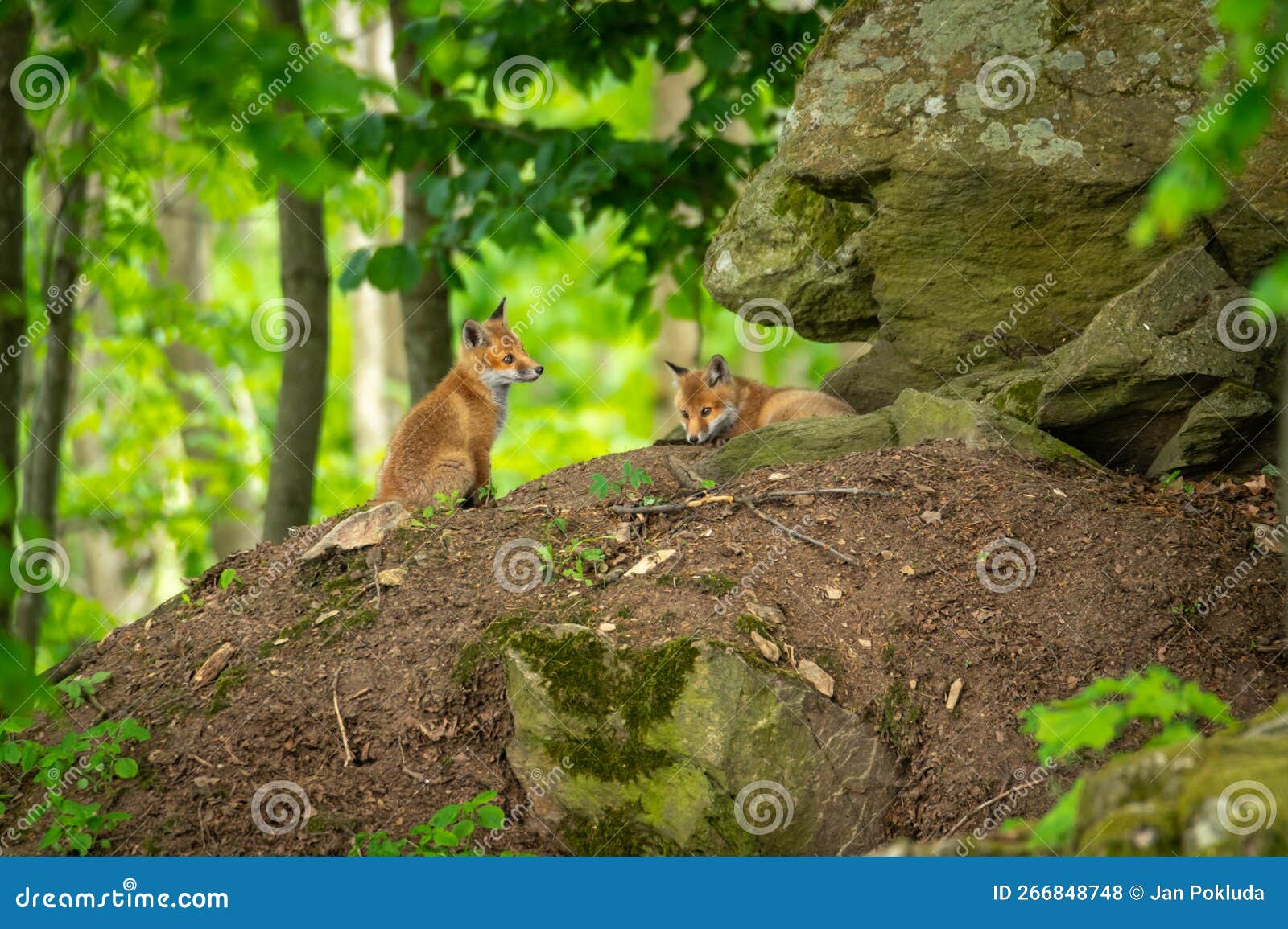 Two Red Fox Cub Sitting on the Top of a Burrow Near a Rock in the ...