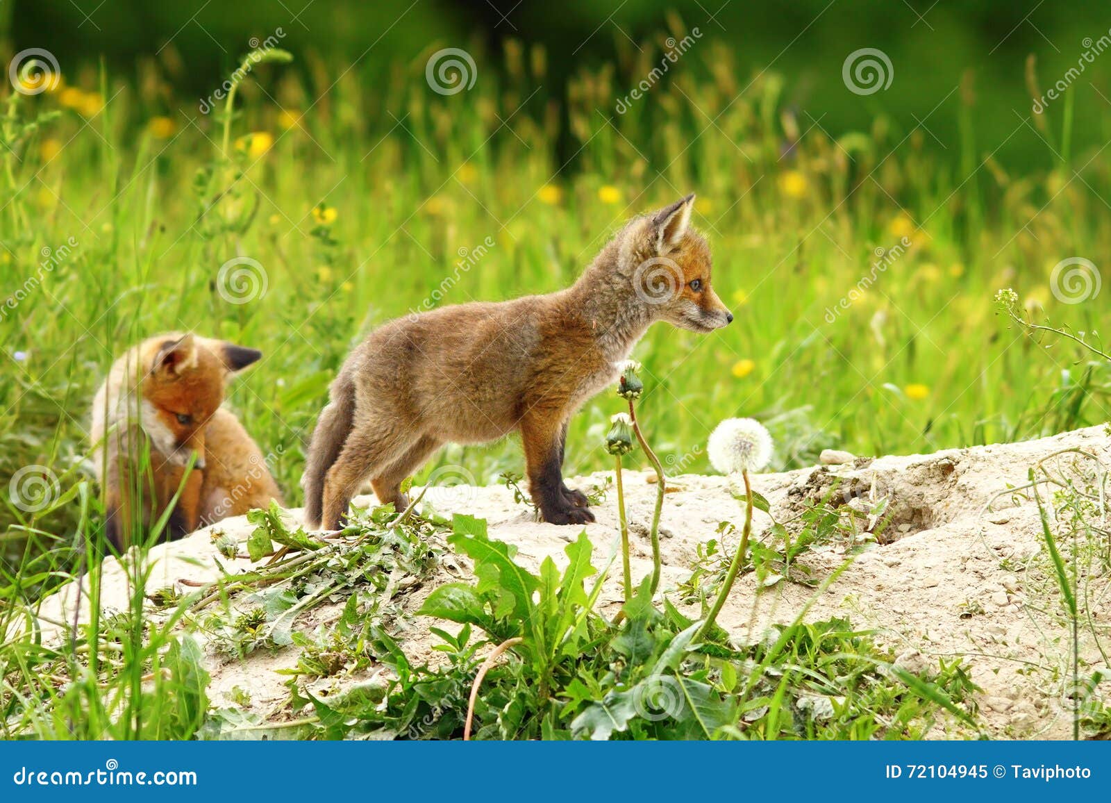 Two red fox cubs stock image. Image of grass, green, baby - 72104945