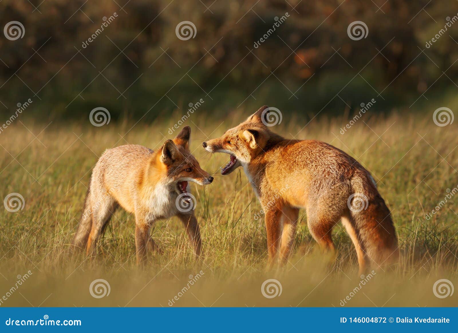 Red Fox, Vulpes Vulpes, Cubs Hunting European Rabbit, Normandy Stock ...