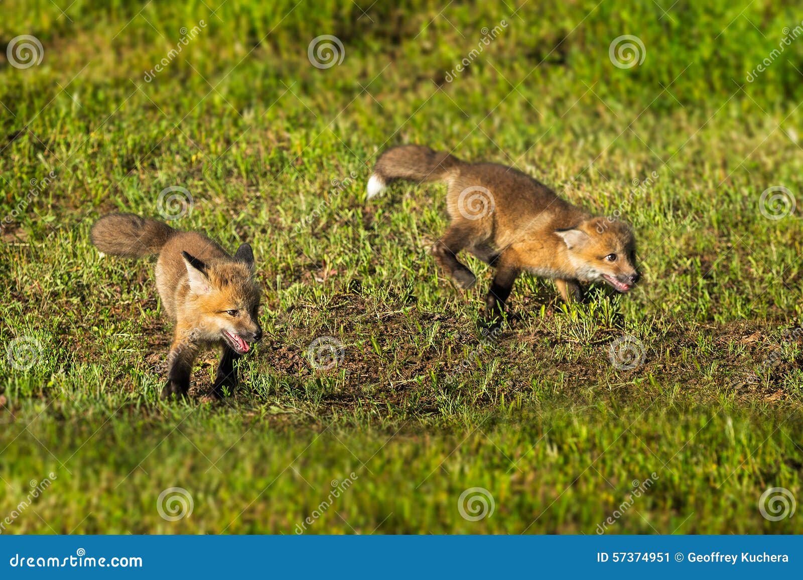Two Red Fox Kits (Vulpes Vulpes) Run through the Grass Stock Image ...