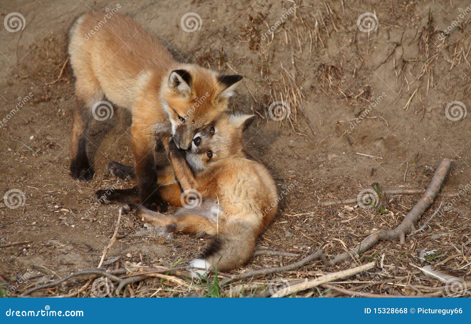 Two Red Fox pups stock photo. Image of saskatchewan, vehicles - 15328668