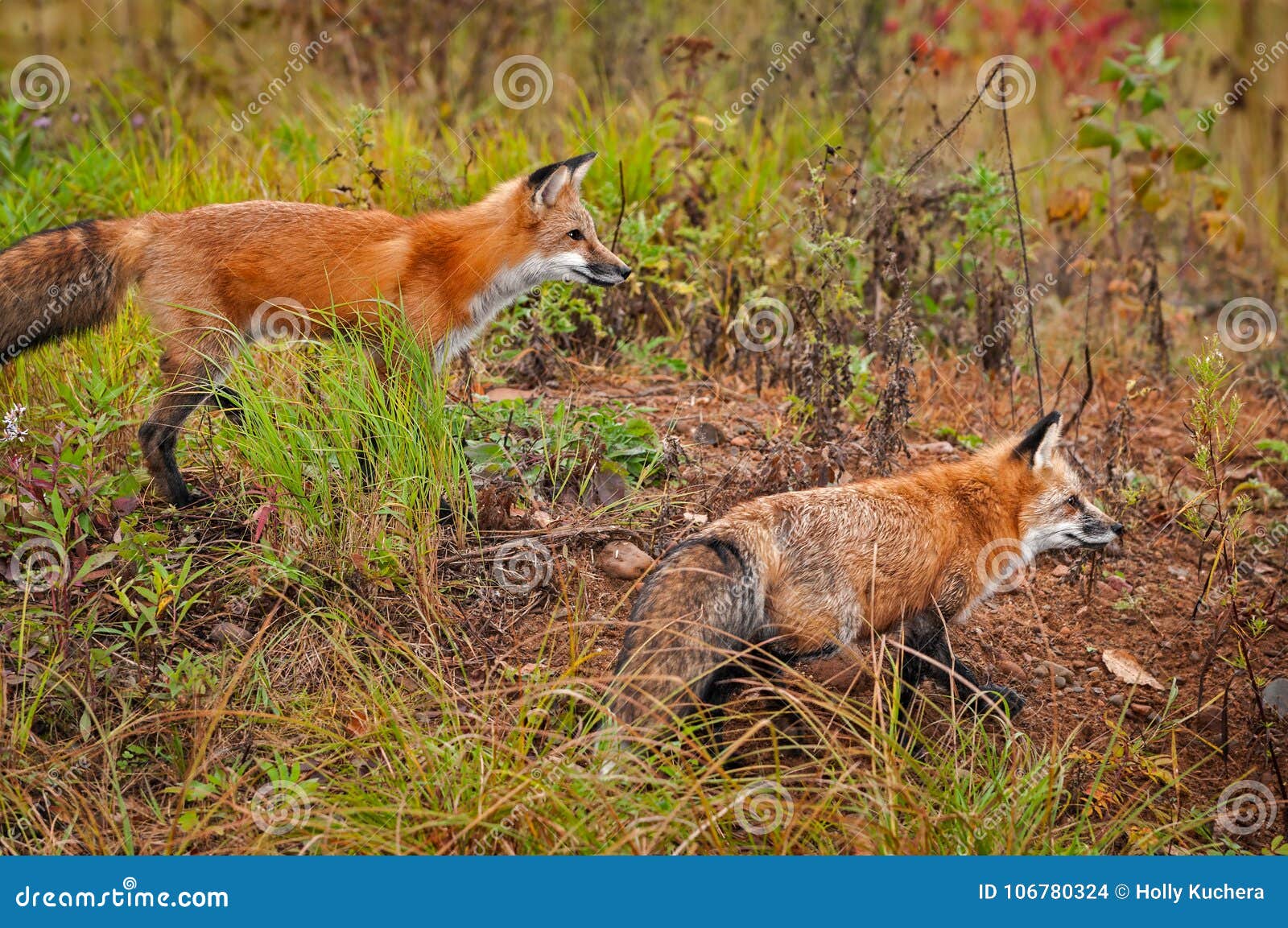 Two Red Fox Vulpes Vulpes Move Right Stock Photo - Image of animal ...