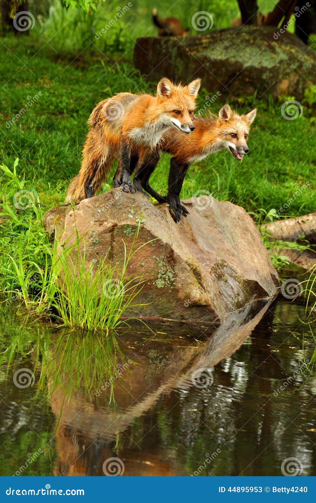Two Red Fox and Water Reflection. Stock Image - Image of posing, hole ...