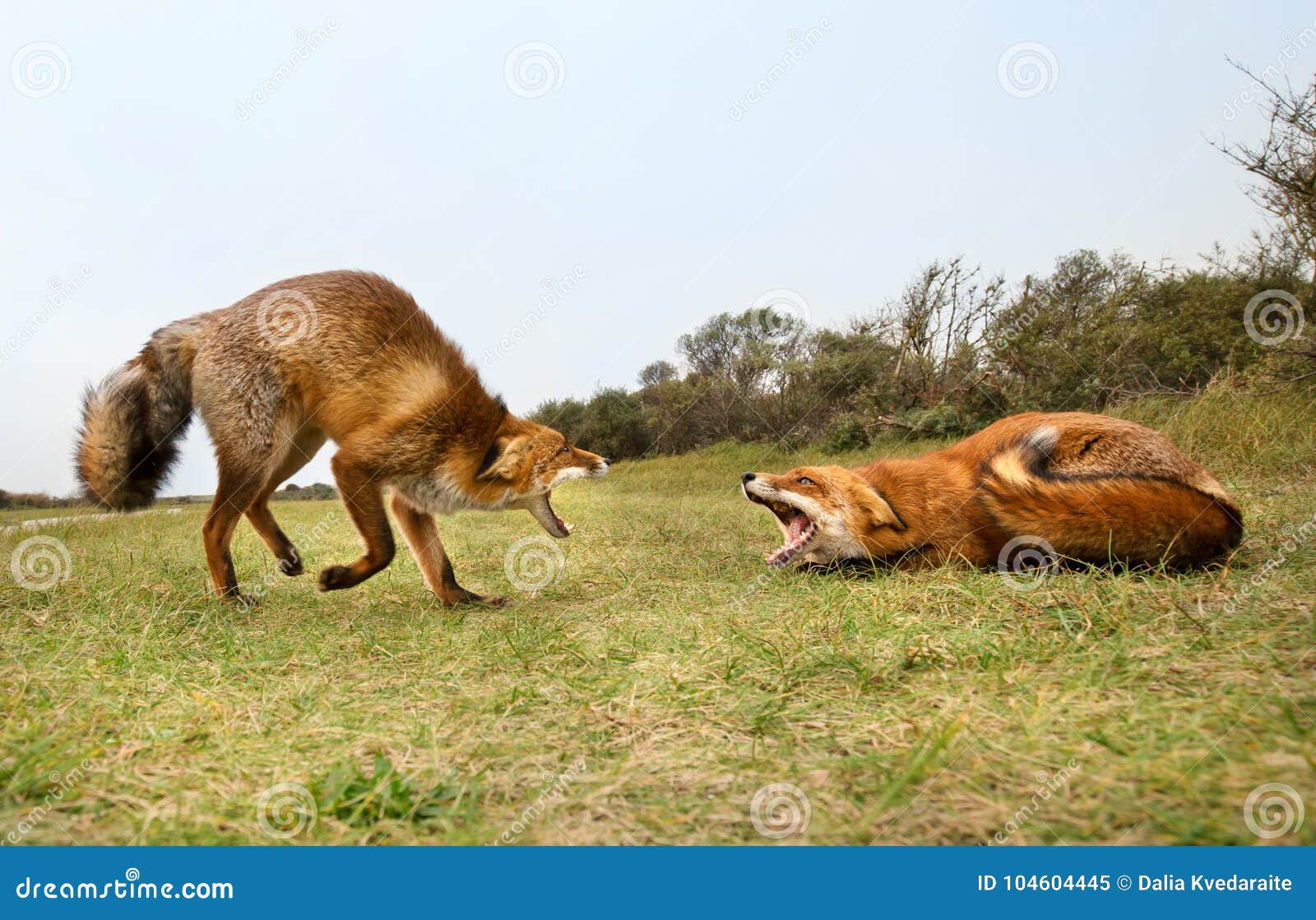 Red Fox Fight