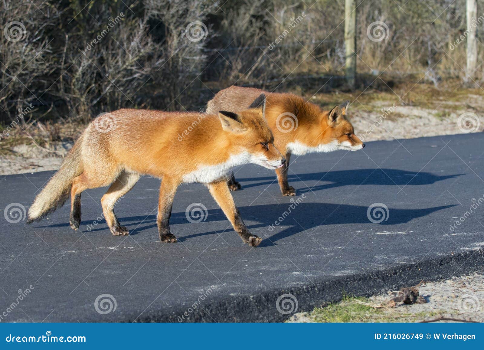 Two Red Foxes on a Cycle Path Stock Image - Image of february, europe ...