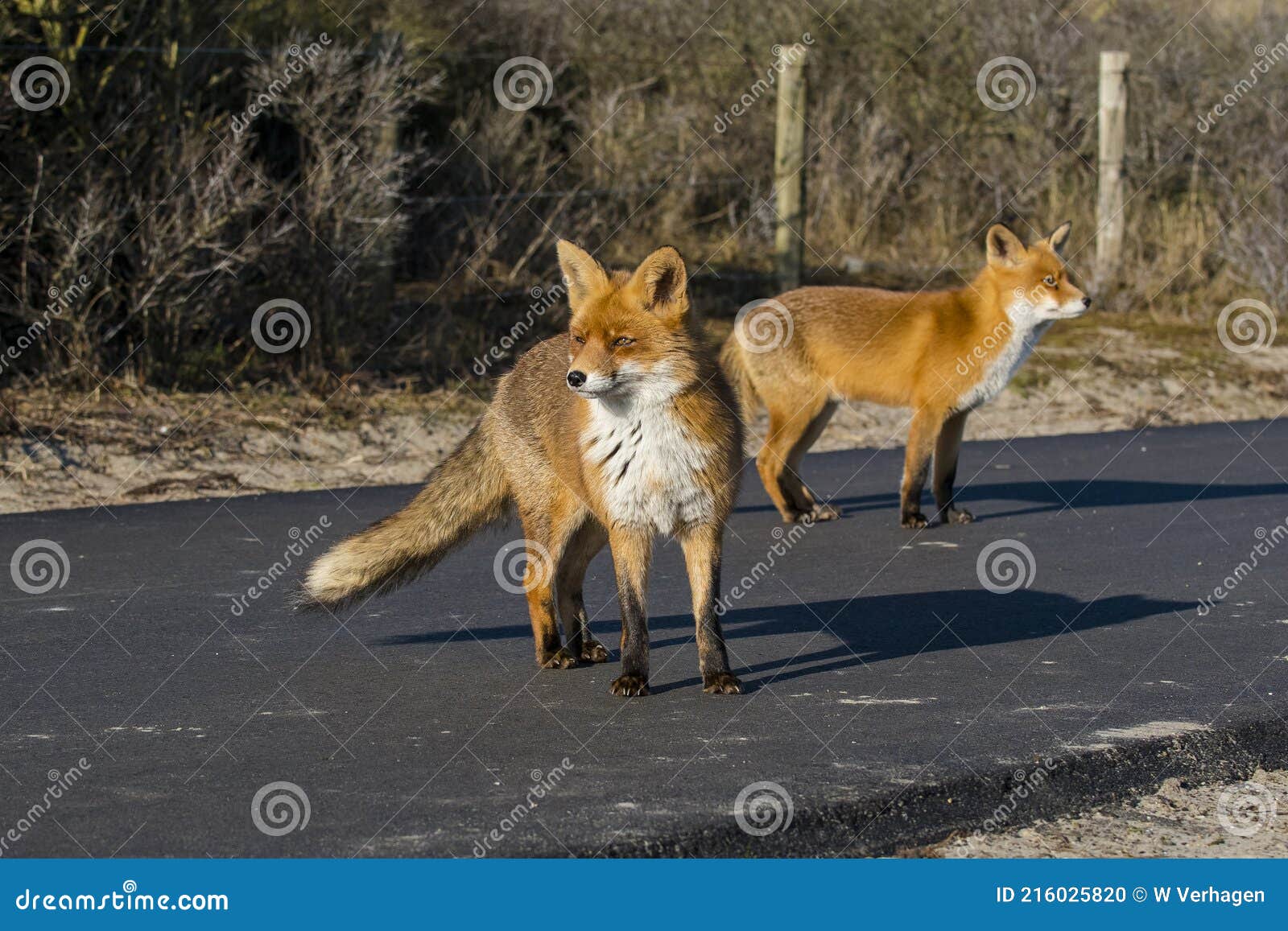 Two Red Foxes on a Cycle Path Stock Photo - Image of plant, kijkduin ...