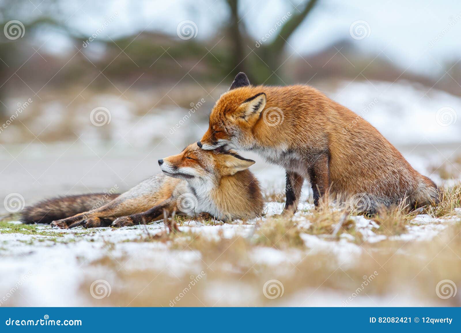 Two red foxes stock image. Image of vixen, redfox, vulpes - 82082421
