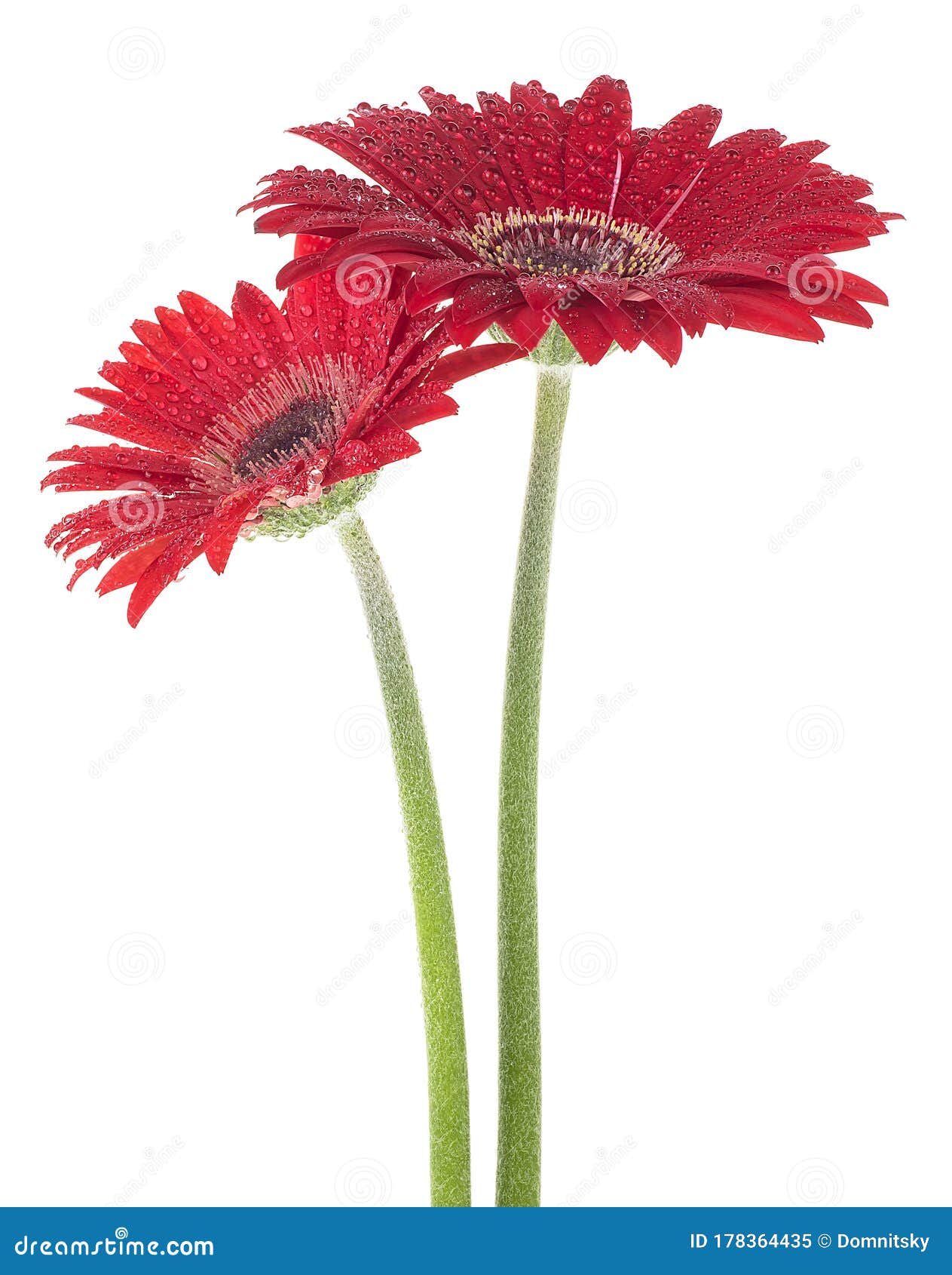 Two Red Gerberas Isolated on White Background. Flowers in Water Drops ...