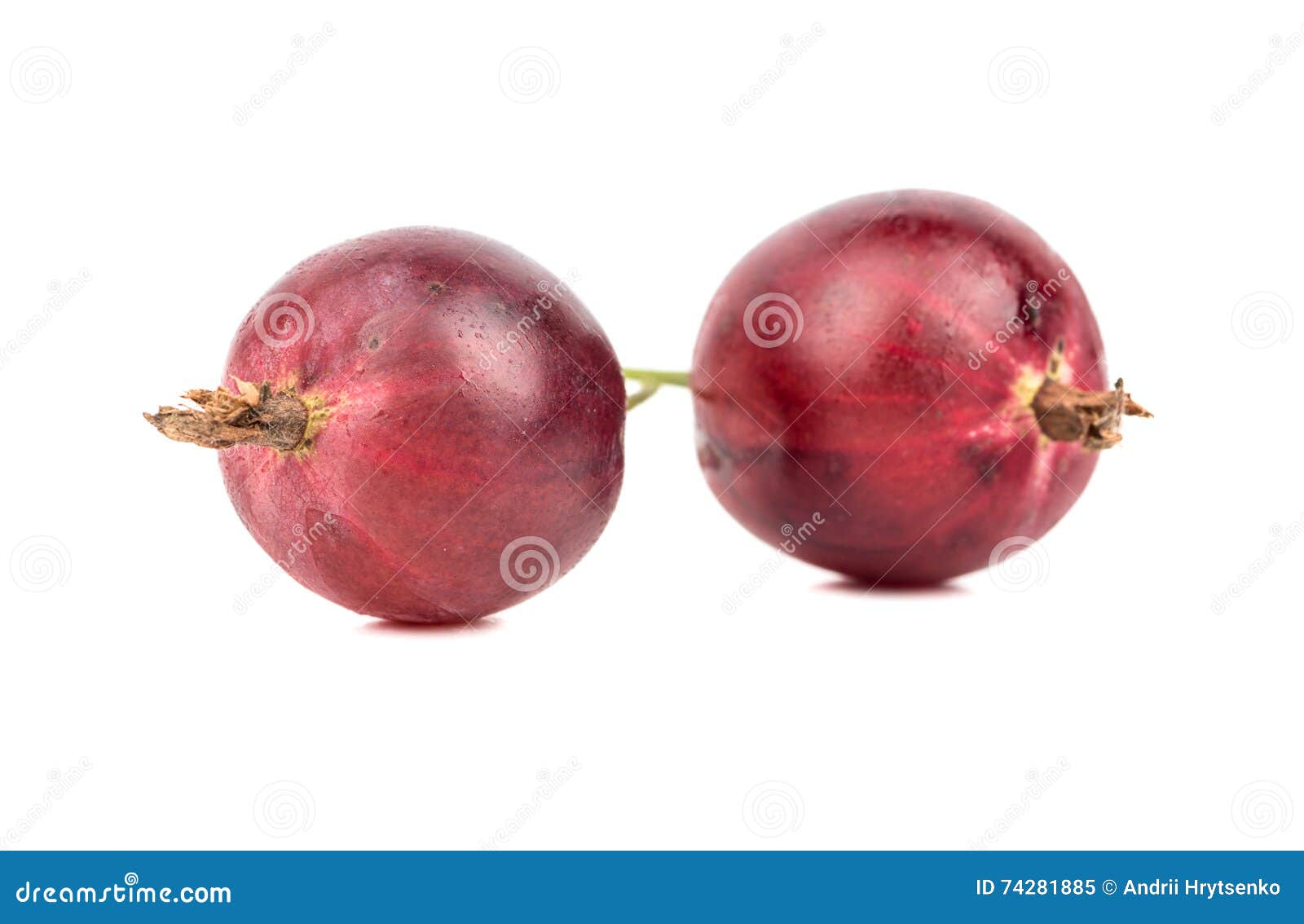 Two red gooseberry stock image. Image of gooseberries - 74281885