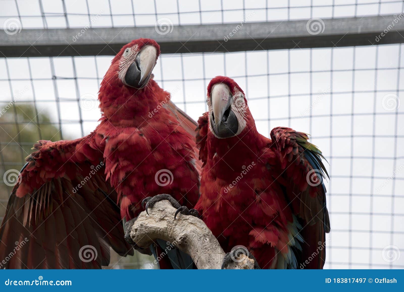 The Two Red and Green Macaw are Perched on a Branch Stock Image - Image ...