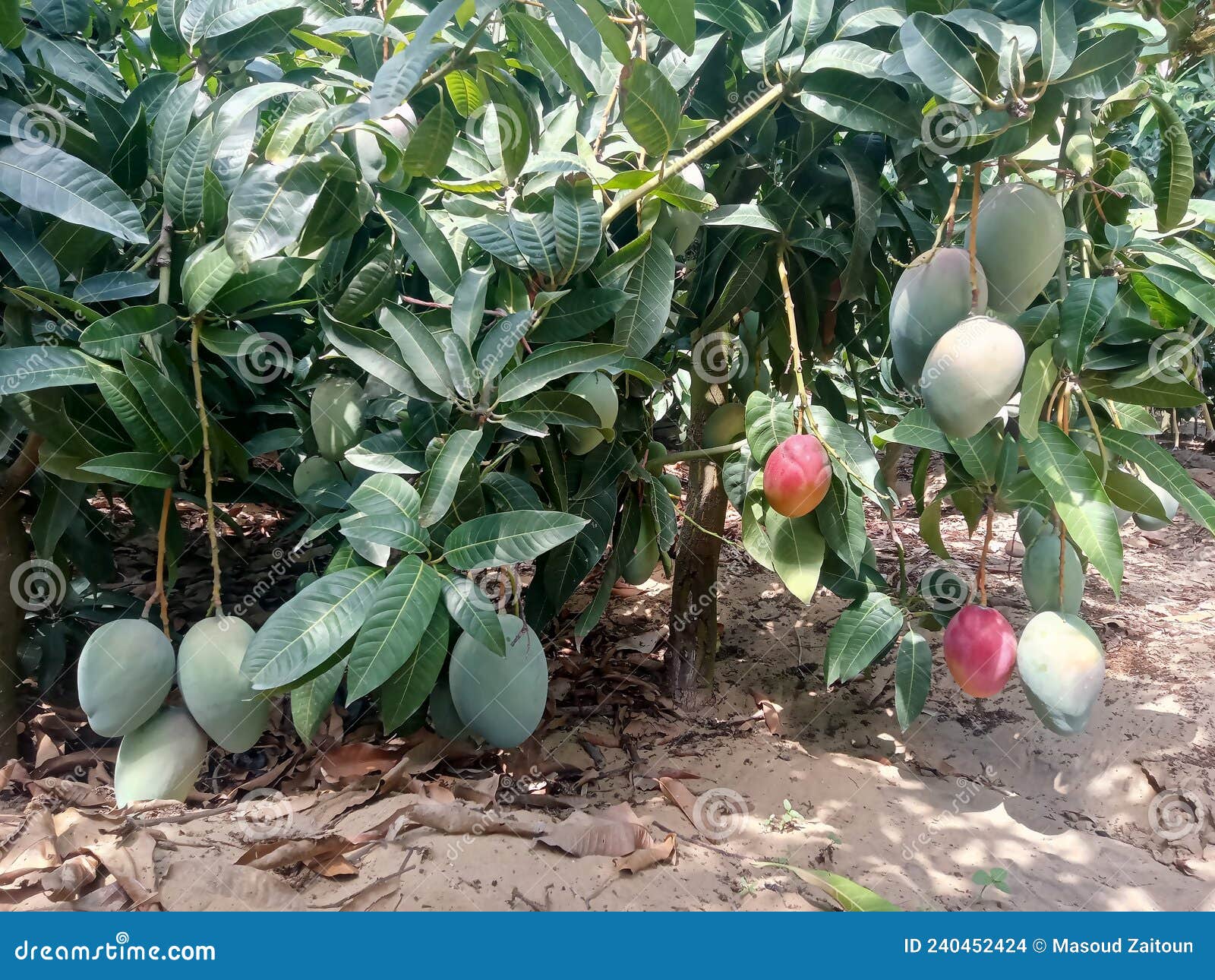 Two Red and Green Mango Fruits Varieties on a Mango Tree Stock Photo ...