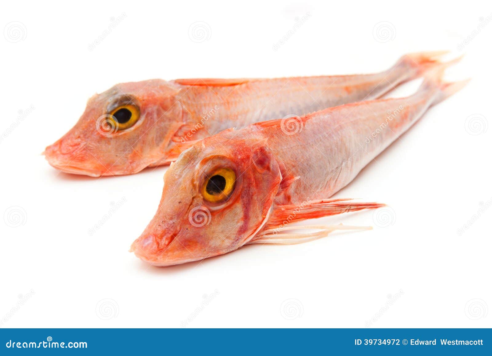 Two red gurnard fish stock photo. Image of background - 39734972