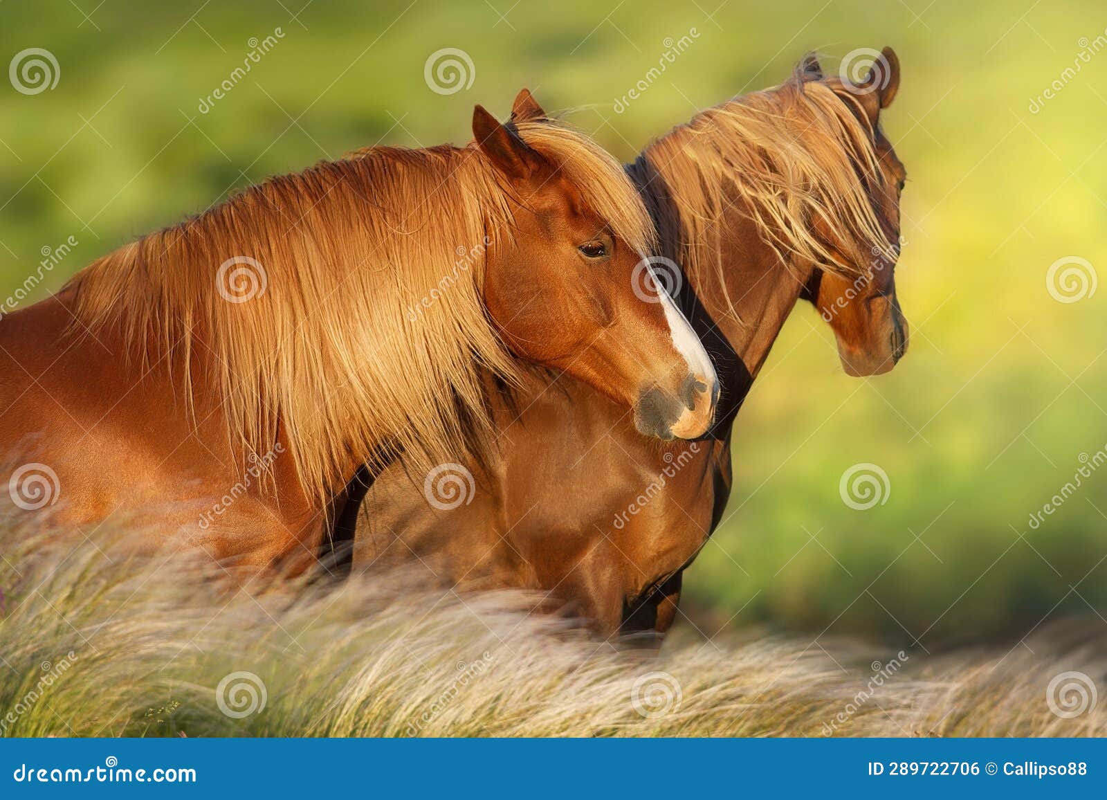 Two Red horse portrait stock photo. Image of running - 289722706