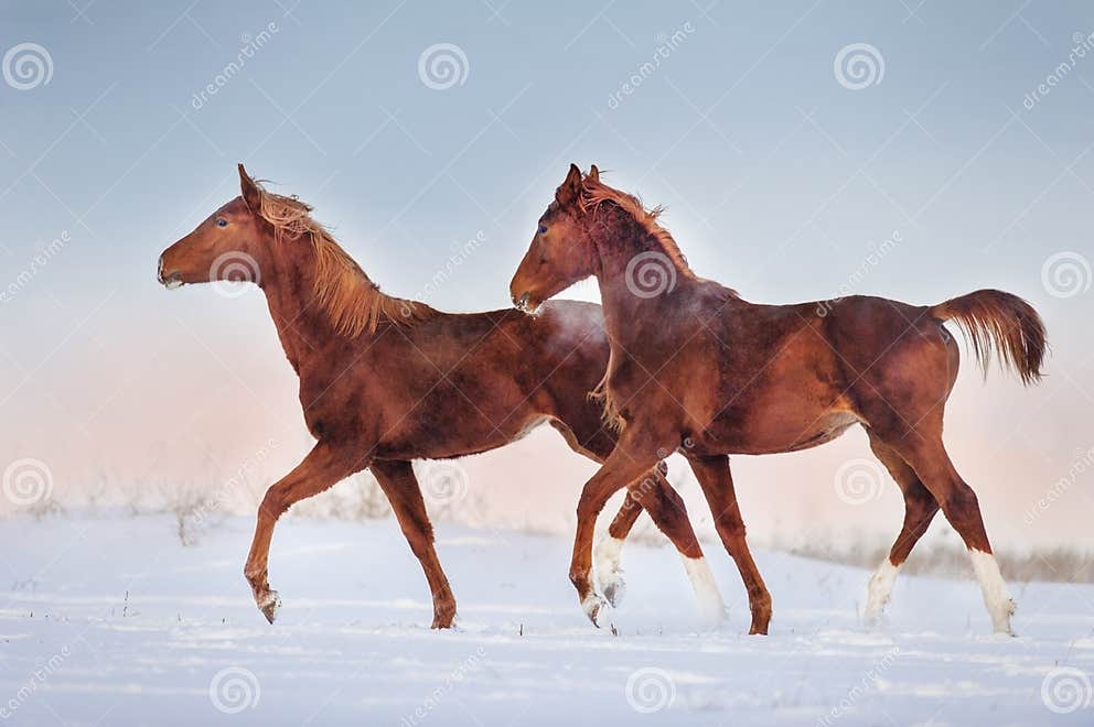 Two red horse run stock image. Image of outdoor, running - 84358075