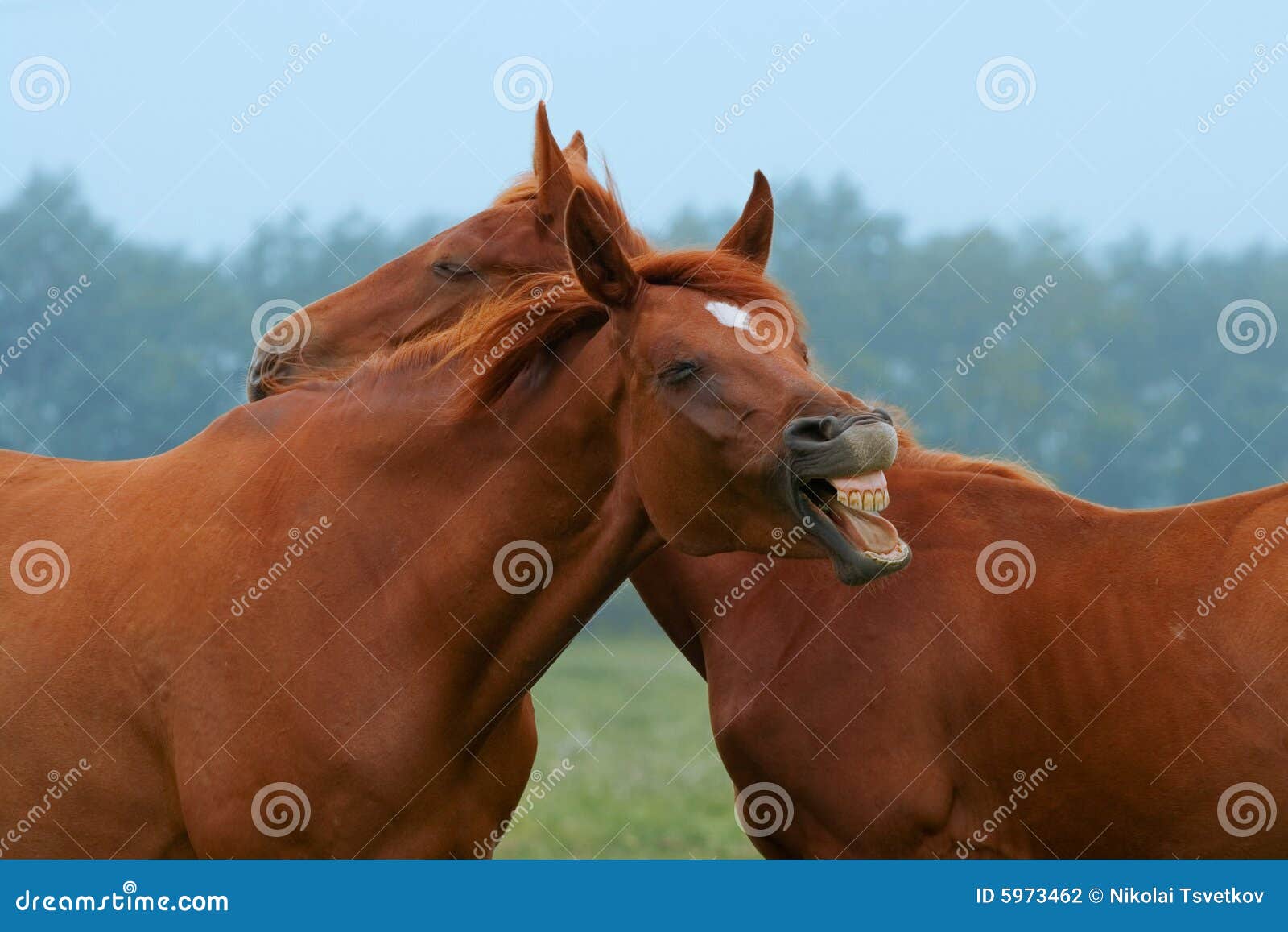 Two red horses stock photo. Image of horseshoe, grass - 5973462
