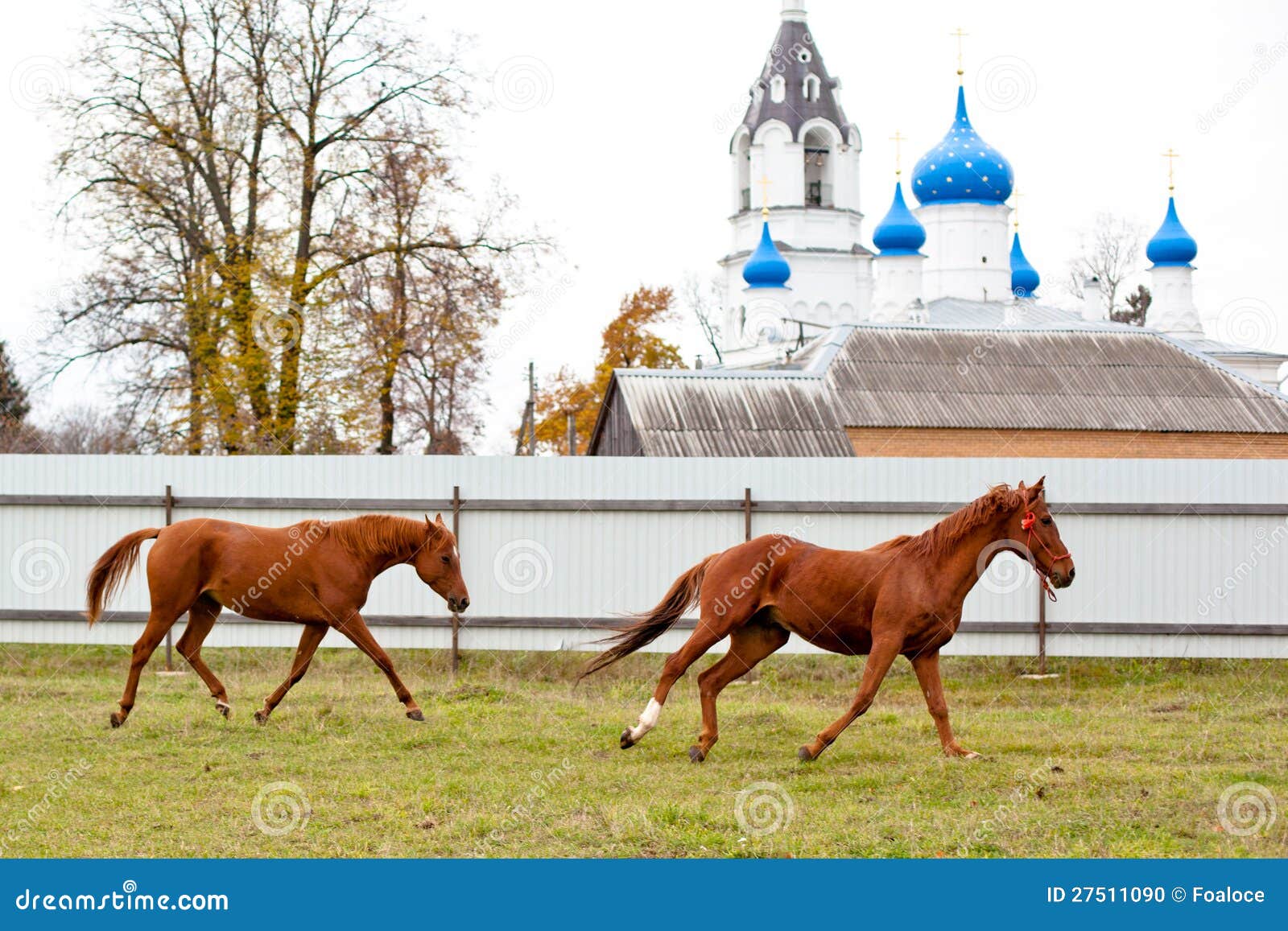Two red horsese stock photo. Image of orthodox, domestic - 27511090