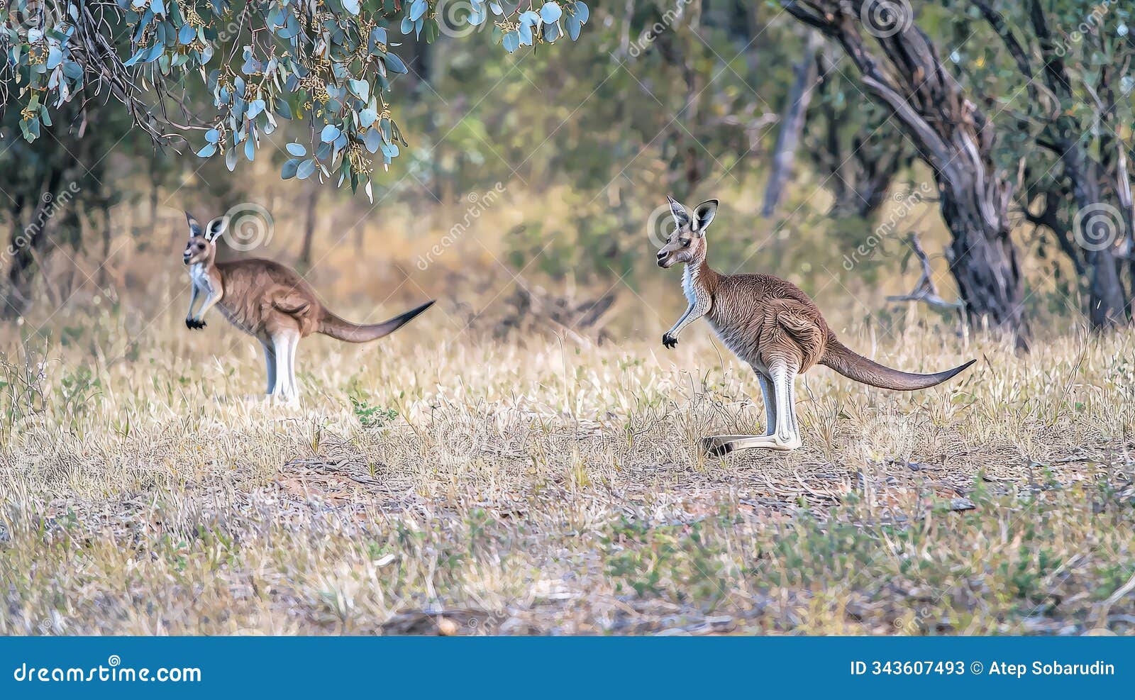 Two Red Kangaroos Stand in a Grassy Field with Trees in the Background ...