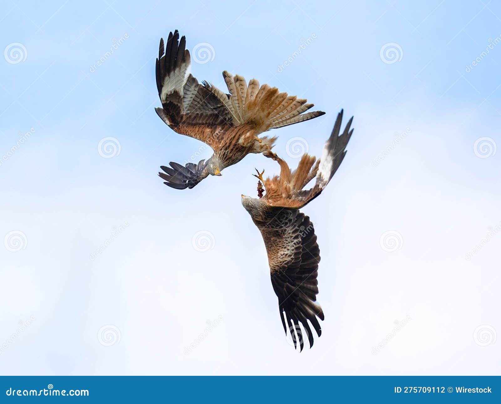 Two Red Kite Birds Fighting in the Air Stock Photo - Image of majestic ...