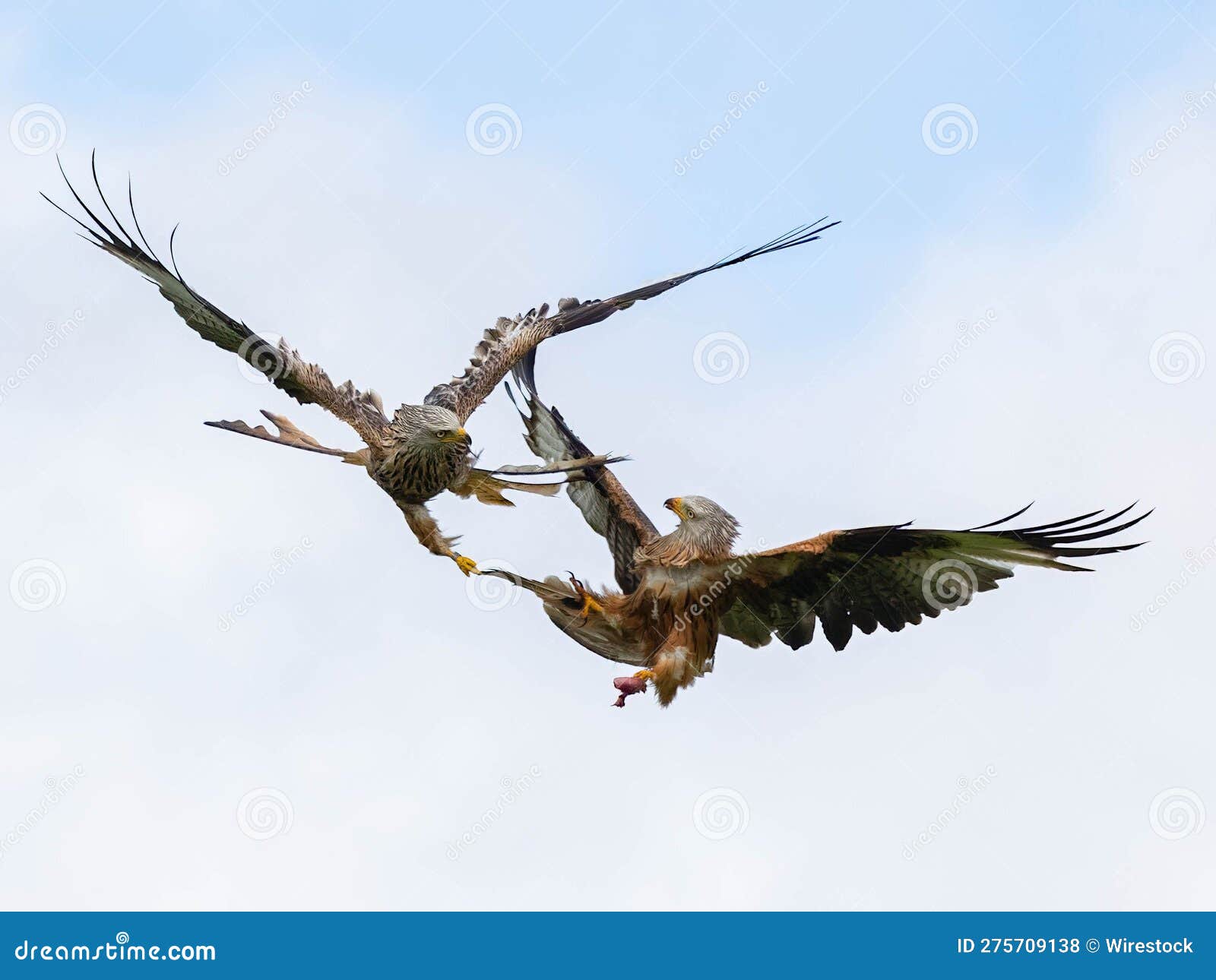 Two Red Kite Birds Fighting in the Air Stock Photo - Image of outdoors ...