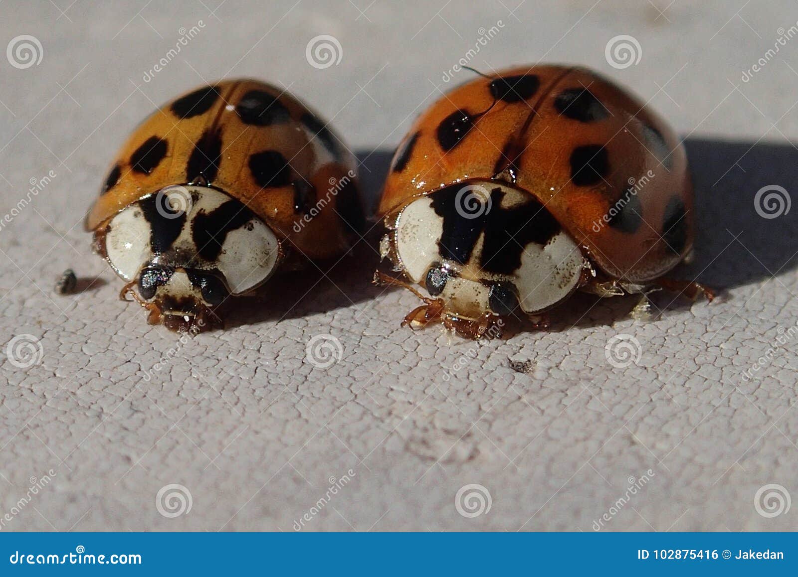 Two red ladybirds stock photo. Image of arthropod, fauna - 102875416