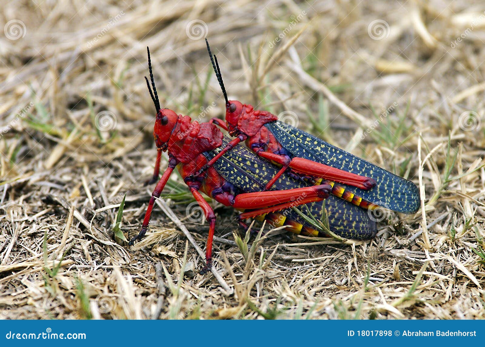Two red locusts mating stock photo. Image of insecta - 18017898