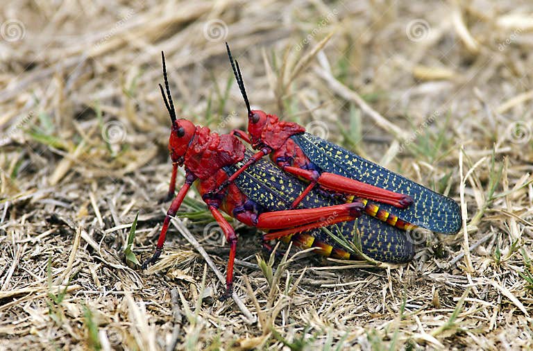 Two red locusts mating stock photo. Image of insecta - 18017898