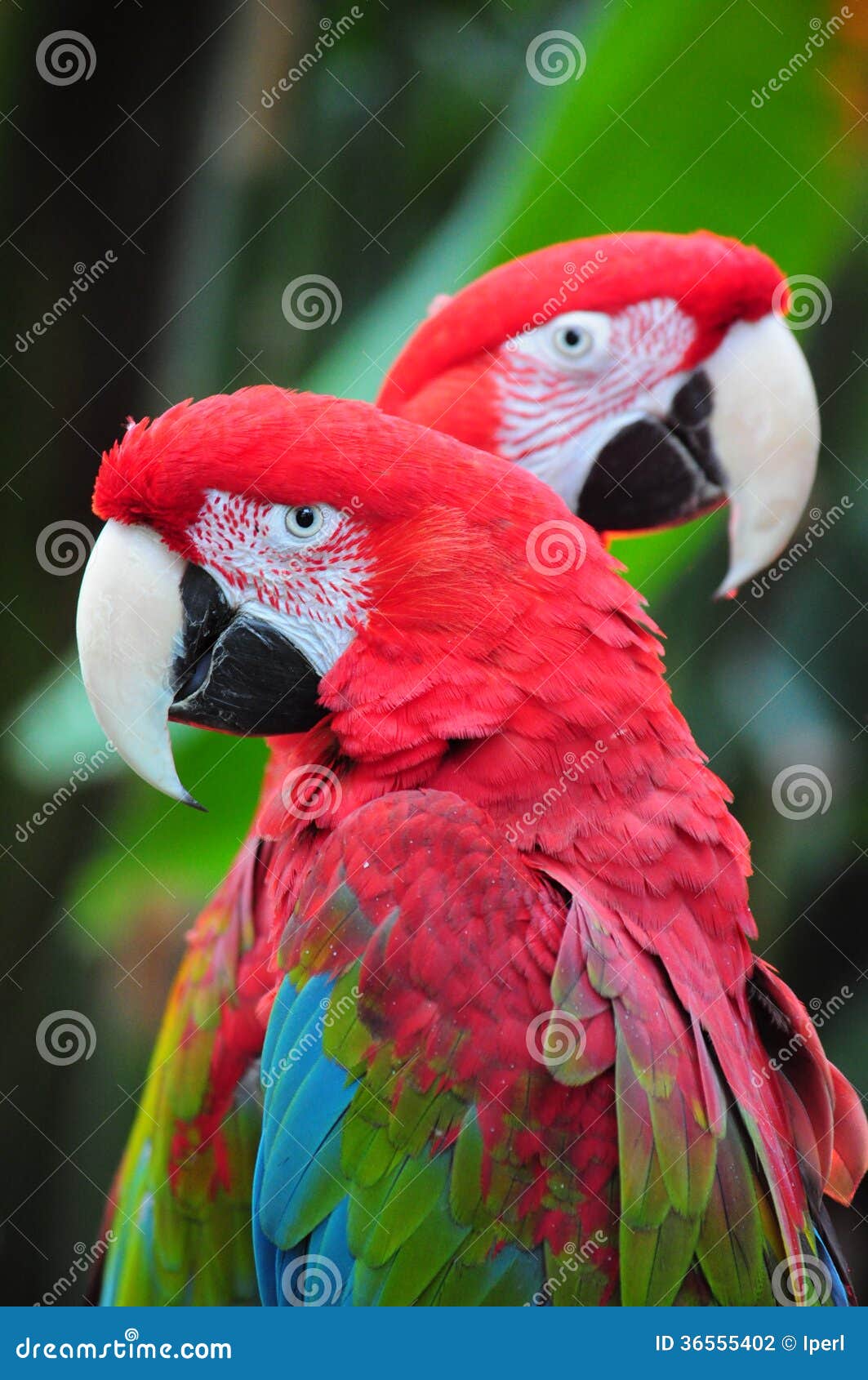 Two red macaw parrots stock photo. Image of bird, nature - 36555402