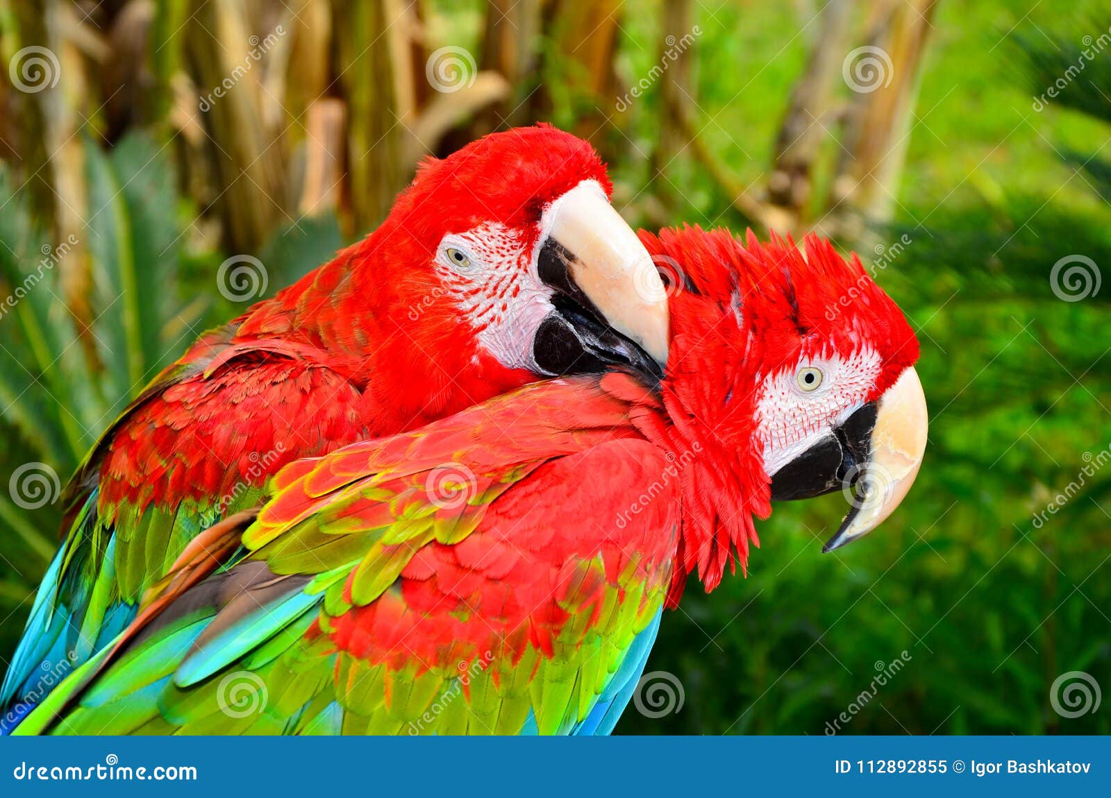 Two red macaw parrots stock image. Image of environment - 112892855
