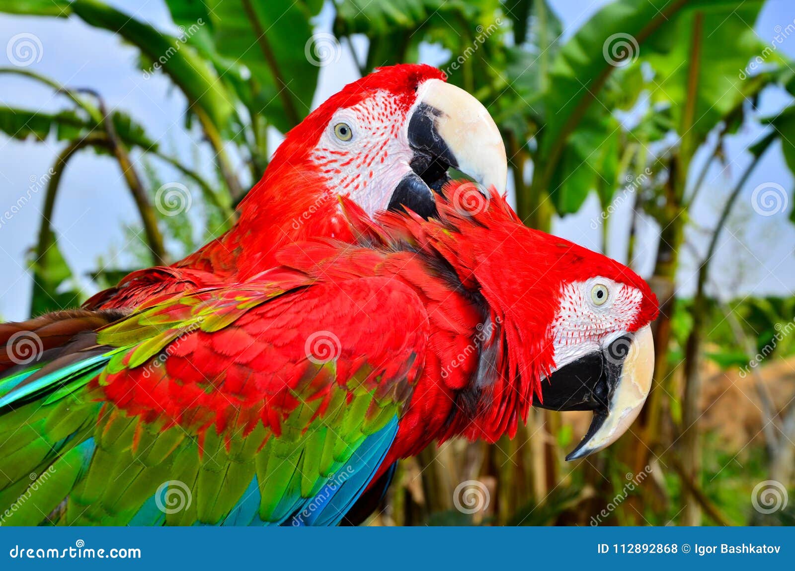 Two red macaw parrots stock photo. Image of indonesia - 112892868