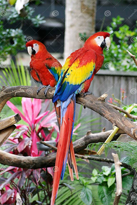 Two Red Macaws stock image. Image of color, florida, branch - 141037