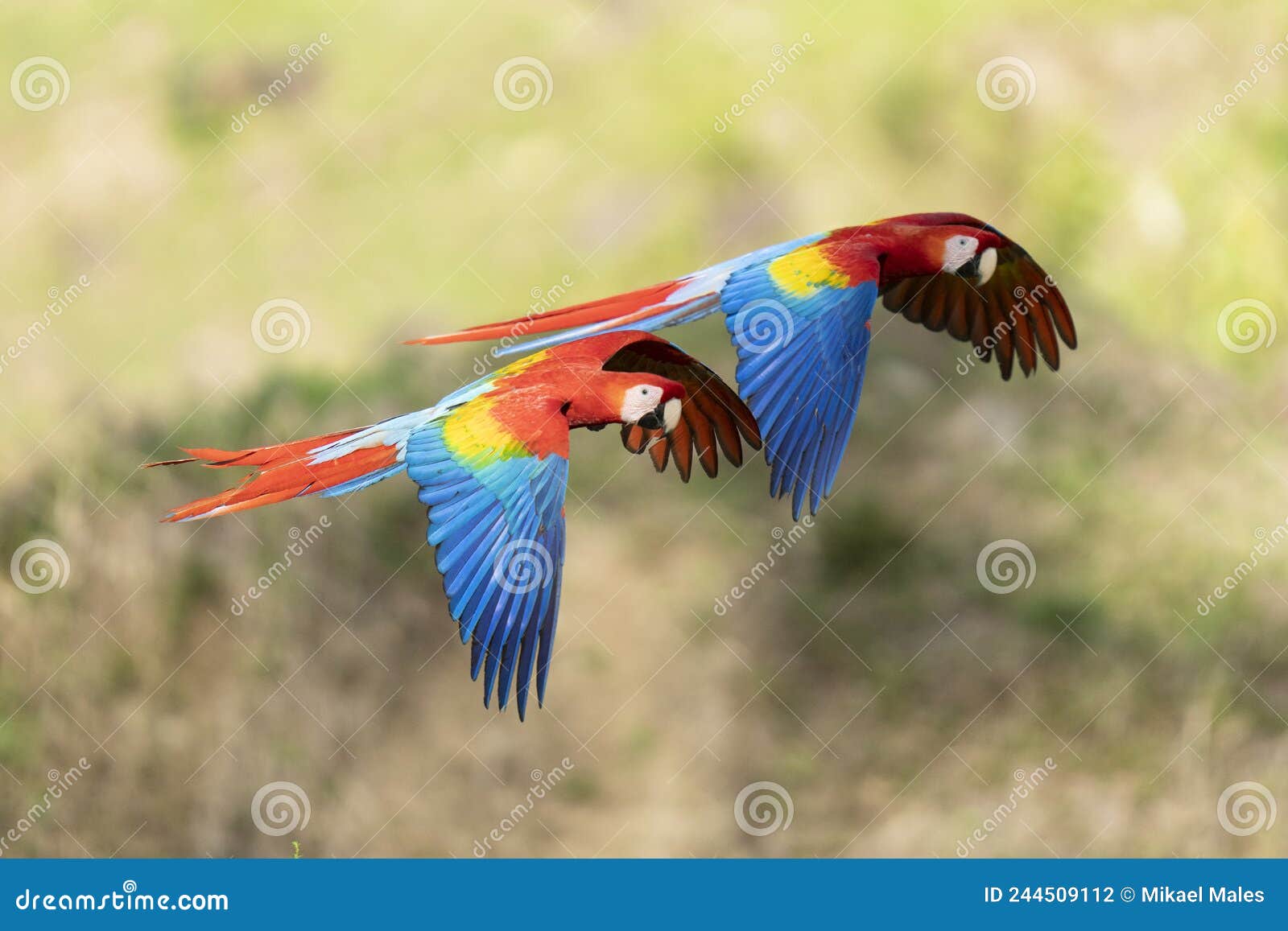 Two Red Macaws in Flight Over Jungle in Costa Rica Stock Photo - Image ...