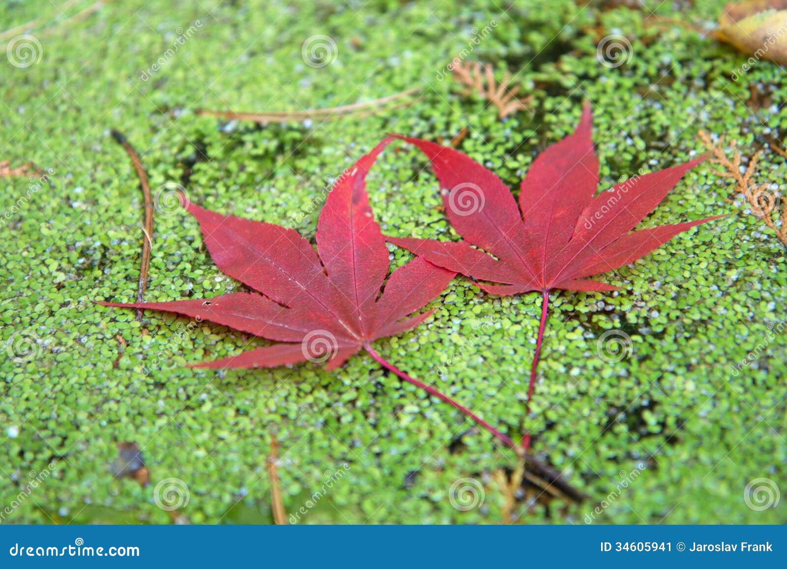 Two red maple leaves. stock image. Image of leaf, fall - 34605941