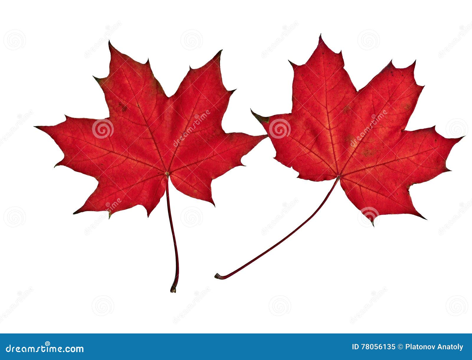 Two Red Maple Leaves are Placed on a White Background. Stock Image ...
