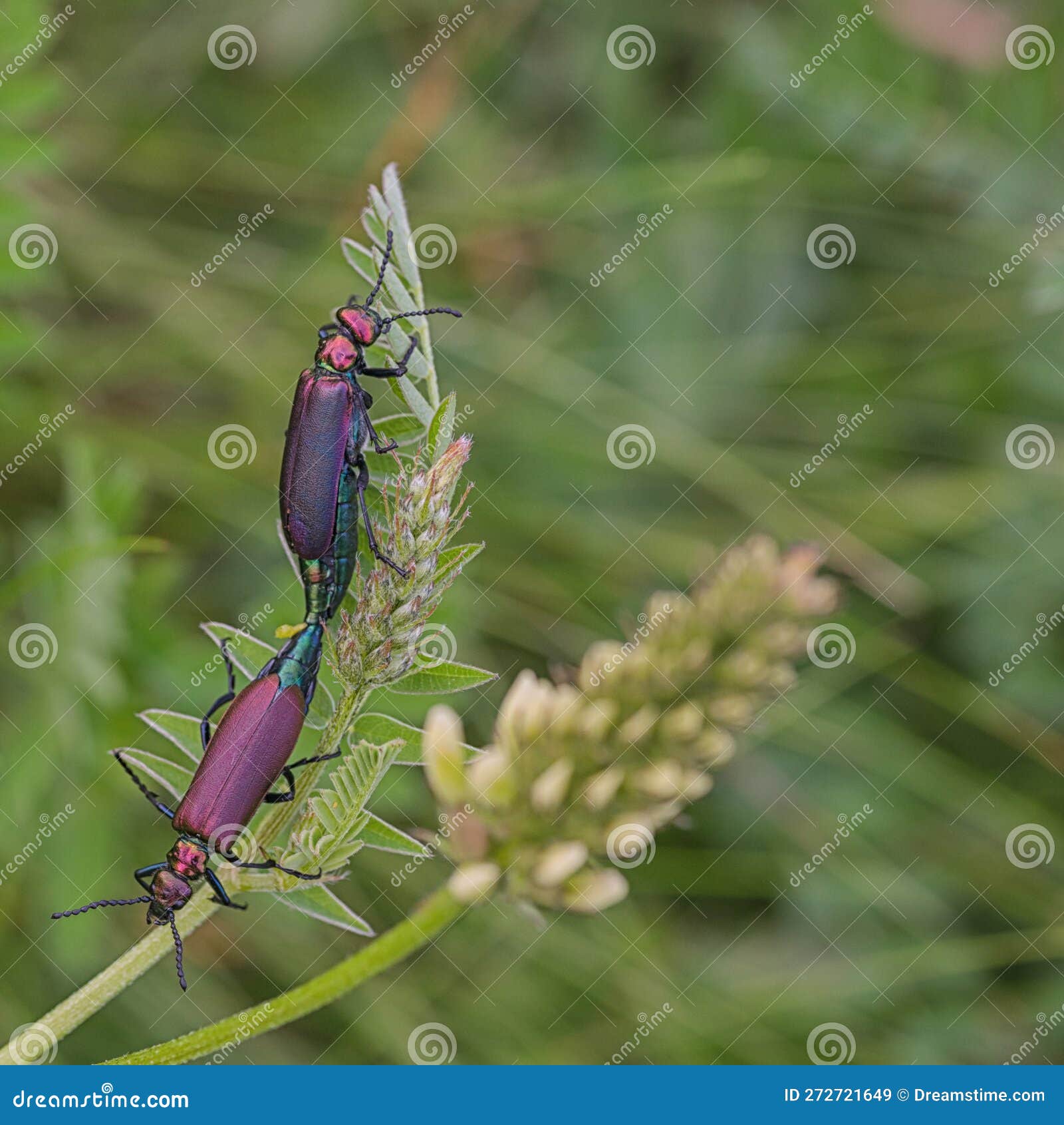 Two Red Metalic Blister Beetles Mating Stock Image - Image of ...