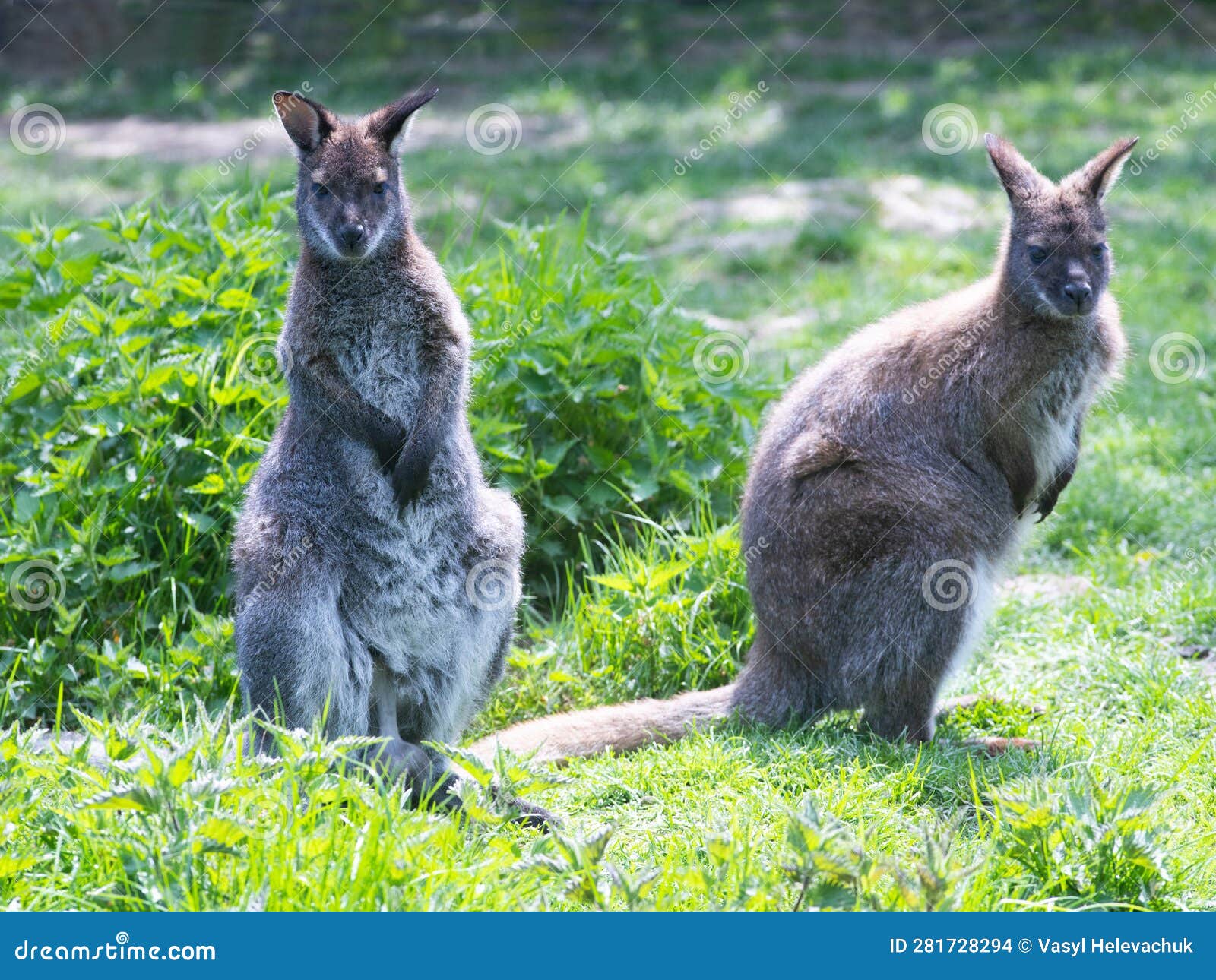 Two Red-necked Wallaby Sitting in Grass Stock Photo - Image of fondness ...