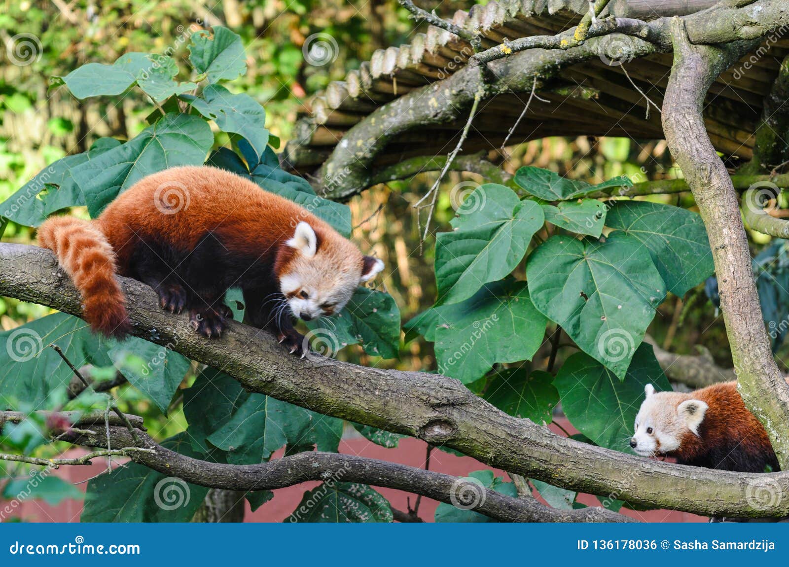Red pandas stock photo. Image of park, tree, natural - 136178036
