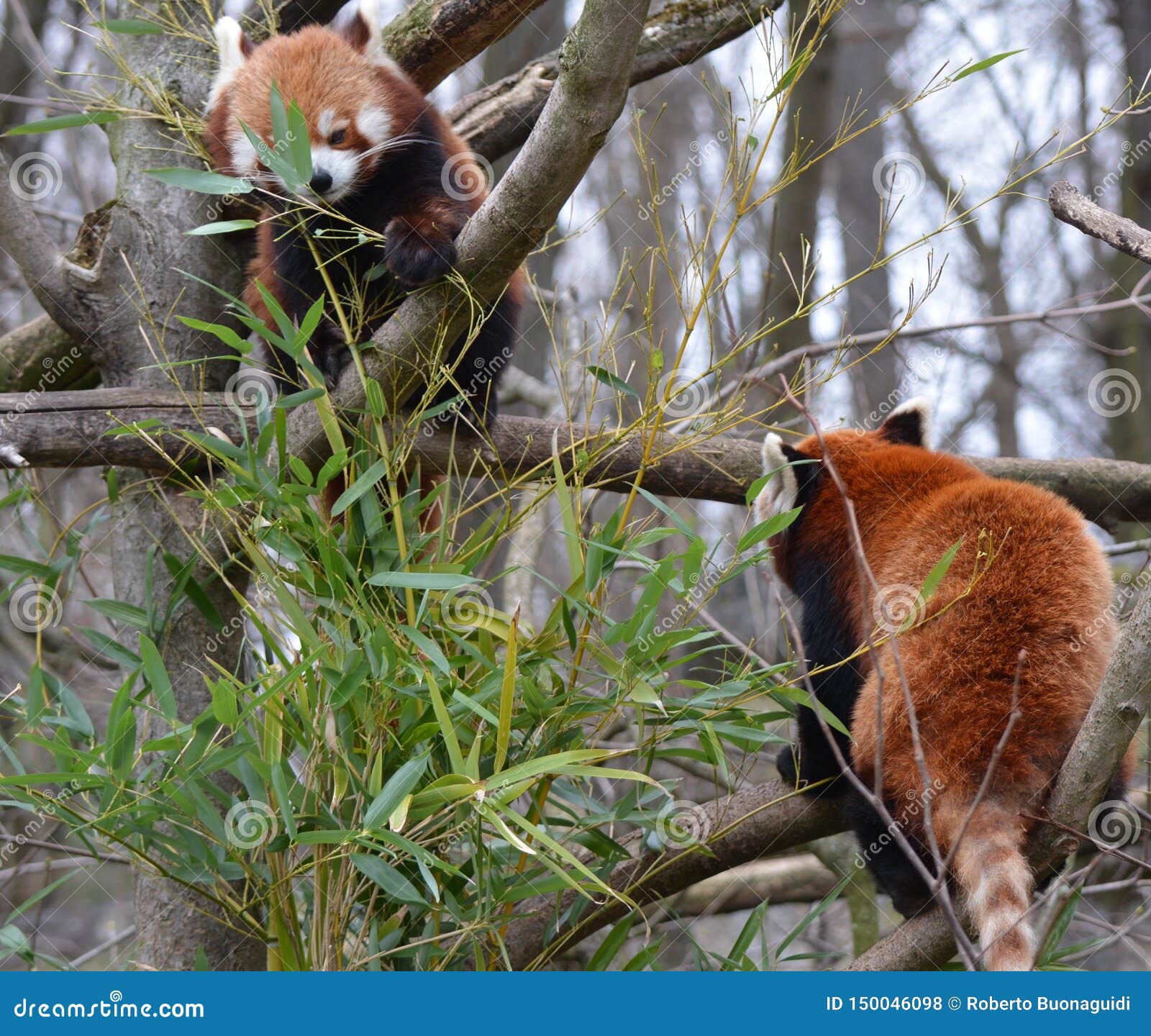 Two Red Pandas Walkson the Branches of a Tree Stock Photo - Image of ...