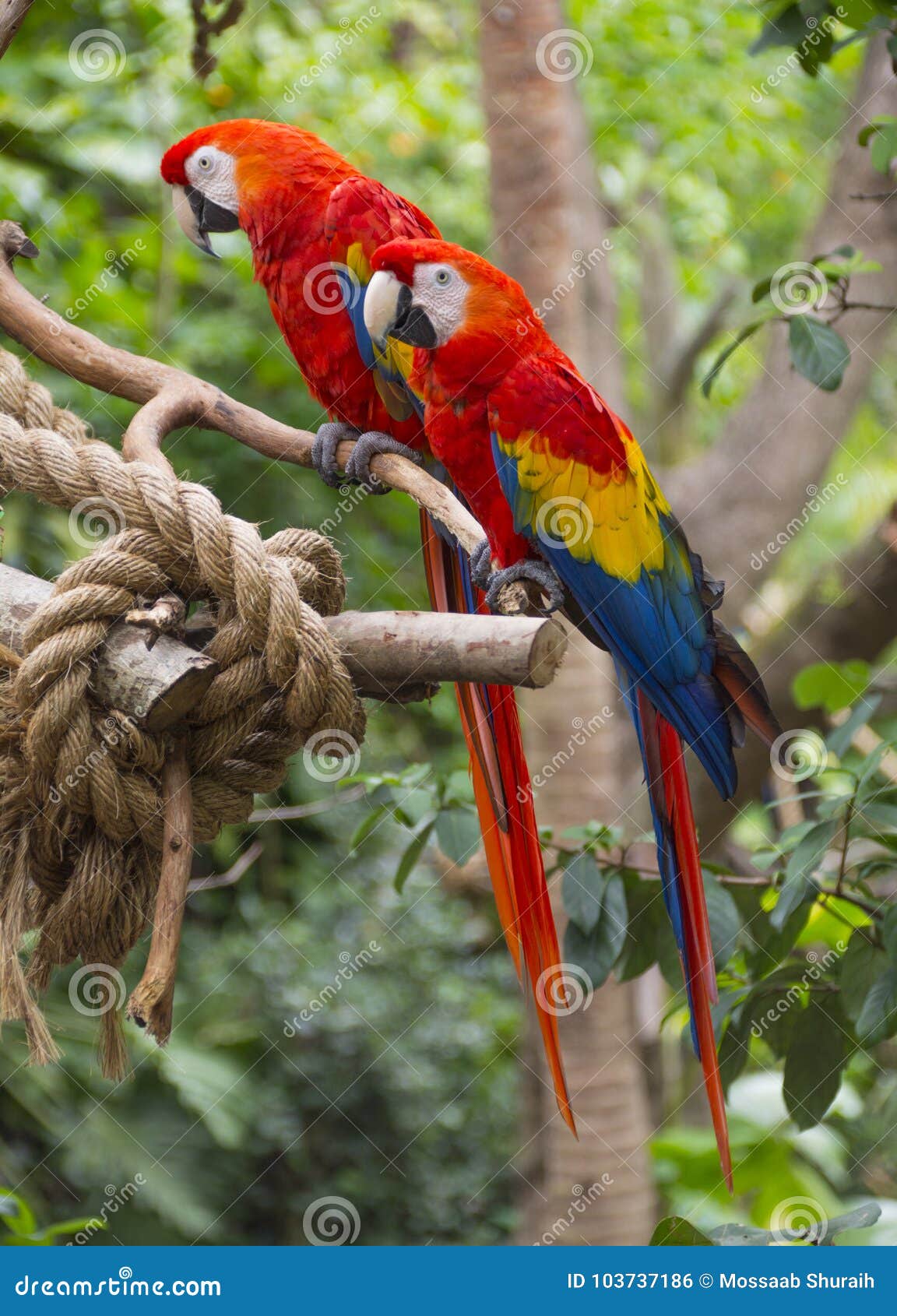 Two Red Parrot Macaw on Tree Branches Stock Photo - Image of wildlife ...
