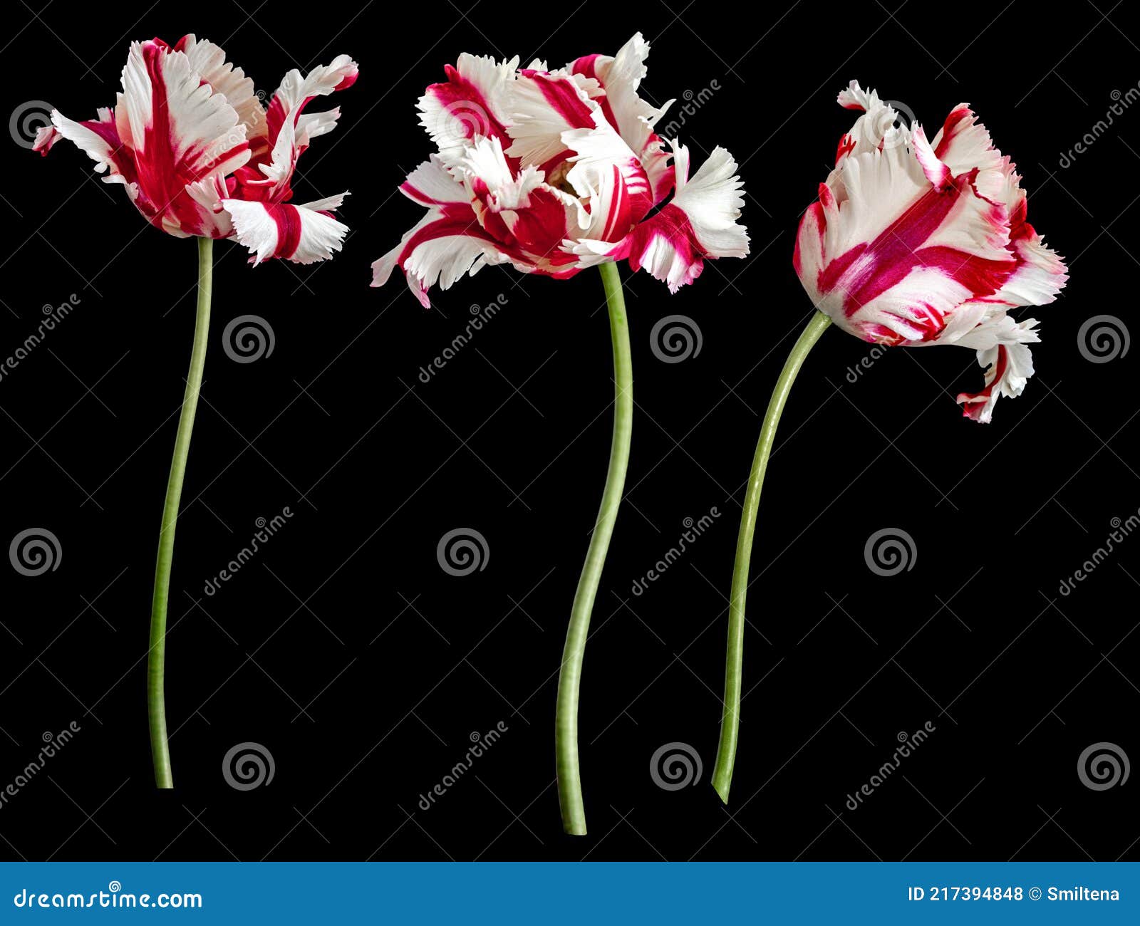 White-red Parrot Tulips Isolated on Black Background Stock Photo ...