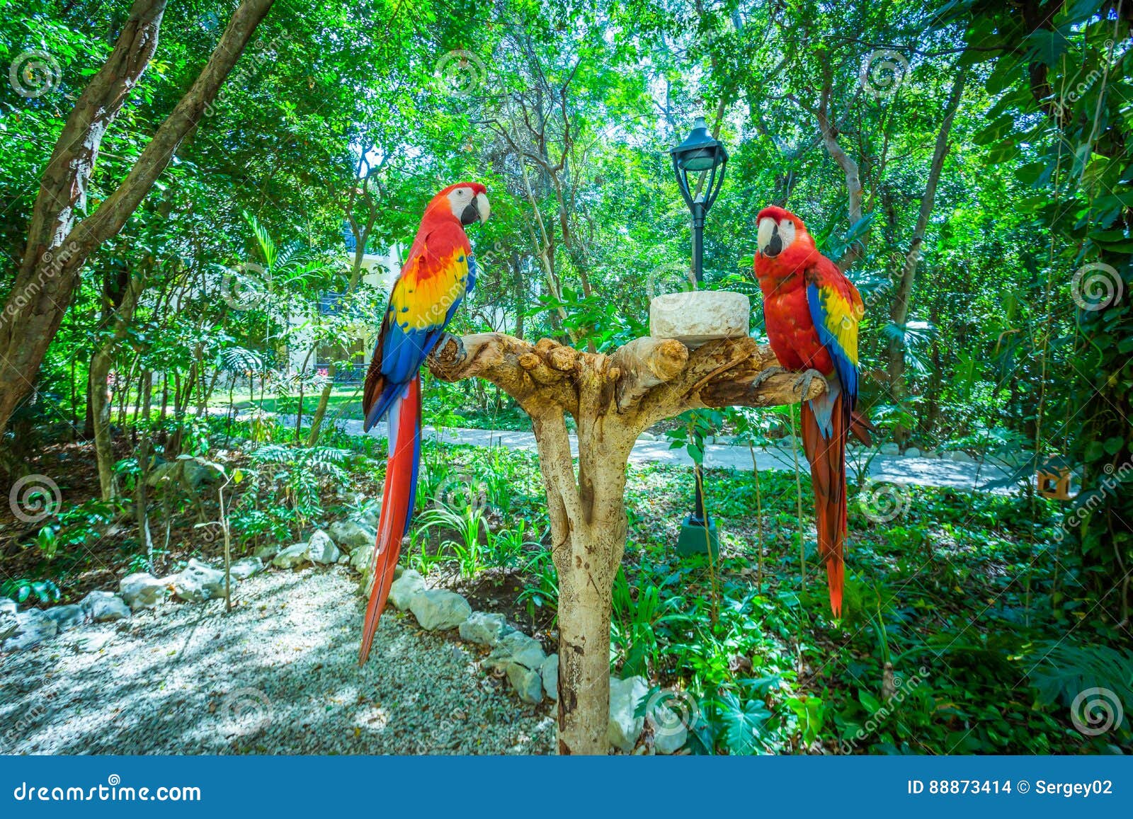 Two red parrots stock photo. Image of colorful, parrot - 88873414