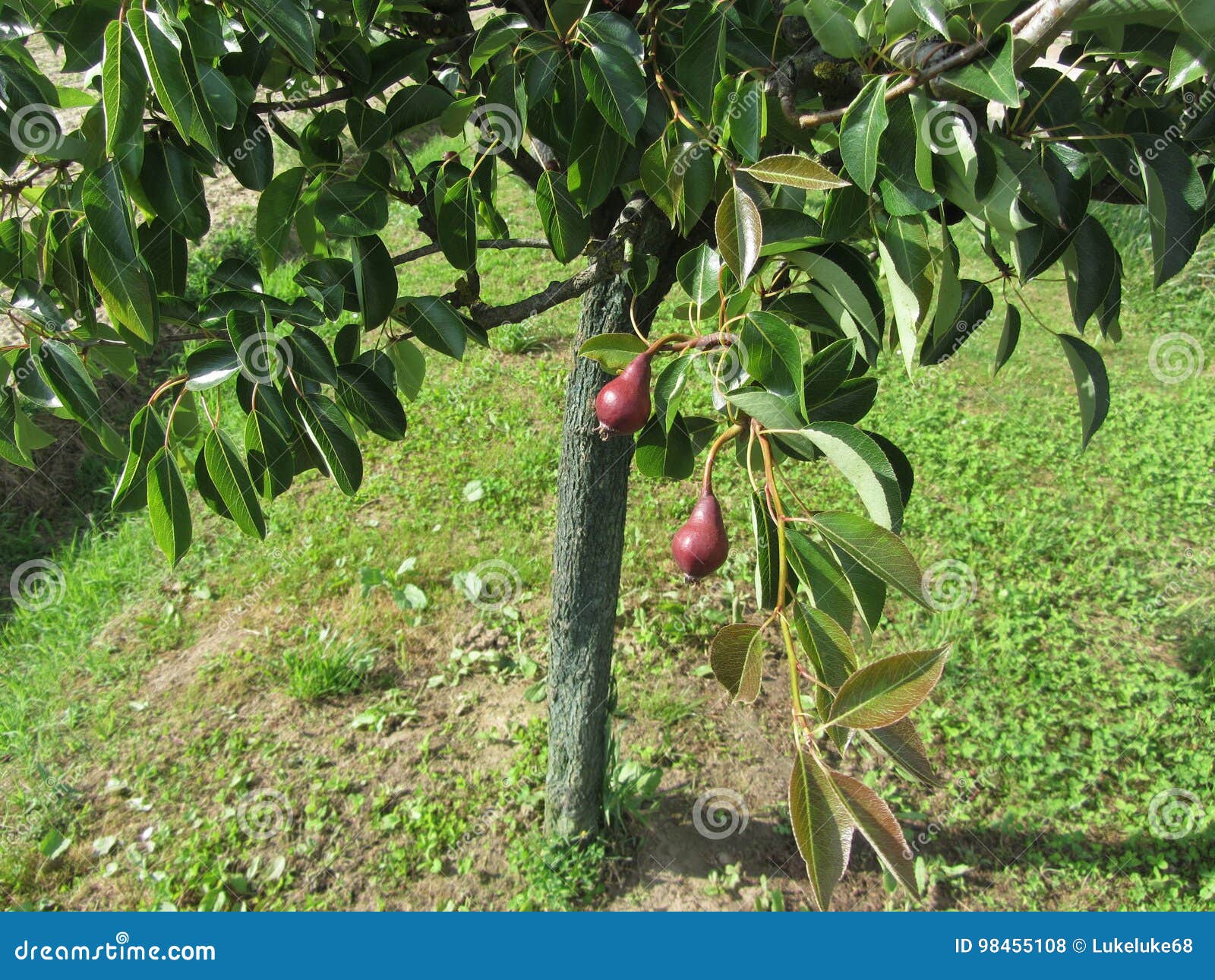 Two Red Pears Hanging on a Pear Tree . Tuscany, Italy Stock Photo ...