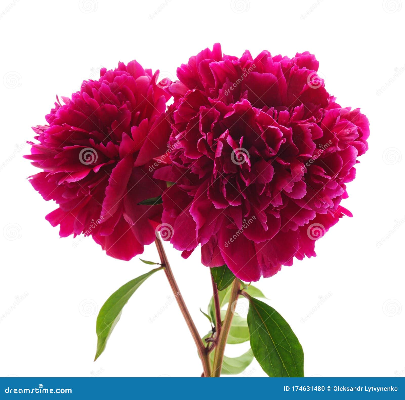 Two red peonies stock photo. Image of couple, pink, blossom - 174631480