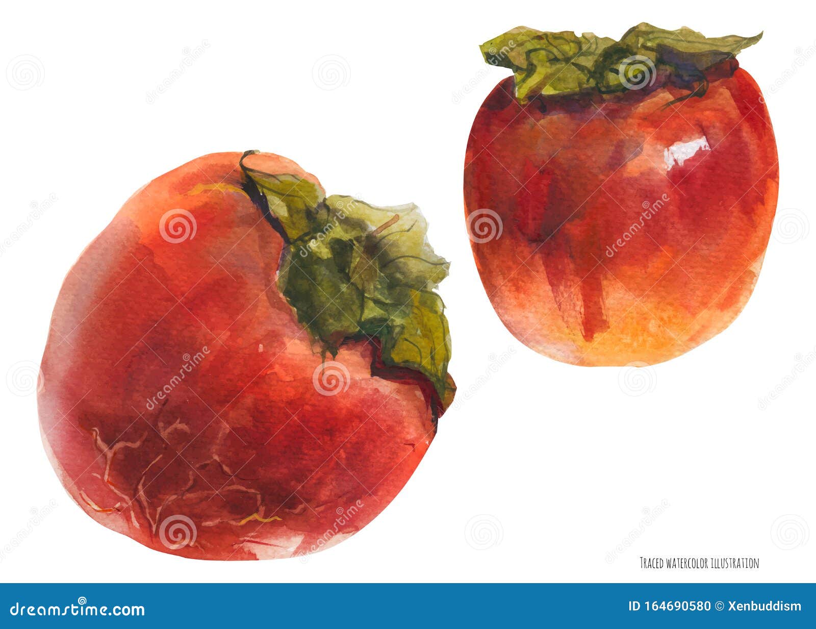 Persimmon Fruits Sketch Vector Illustration For Label, Background. One ...