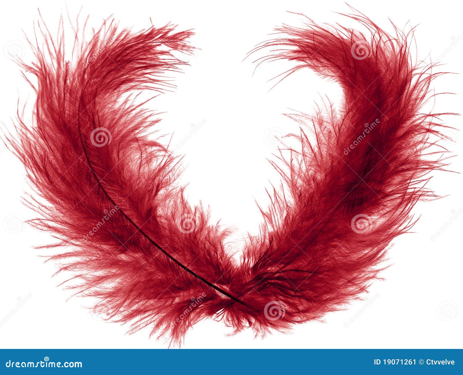 Two red plume stock image. Image of fronds, fashion, male - 19071261