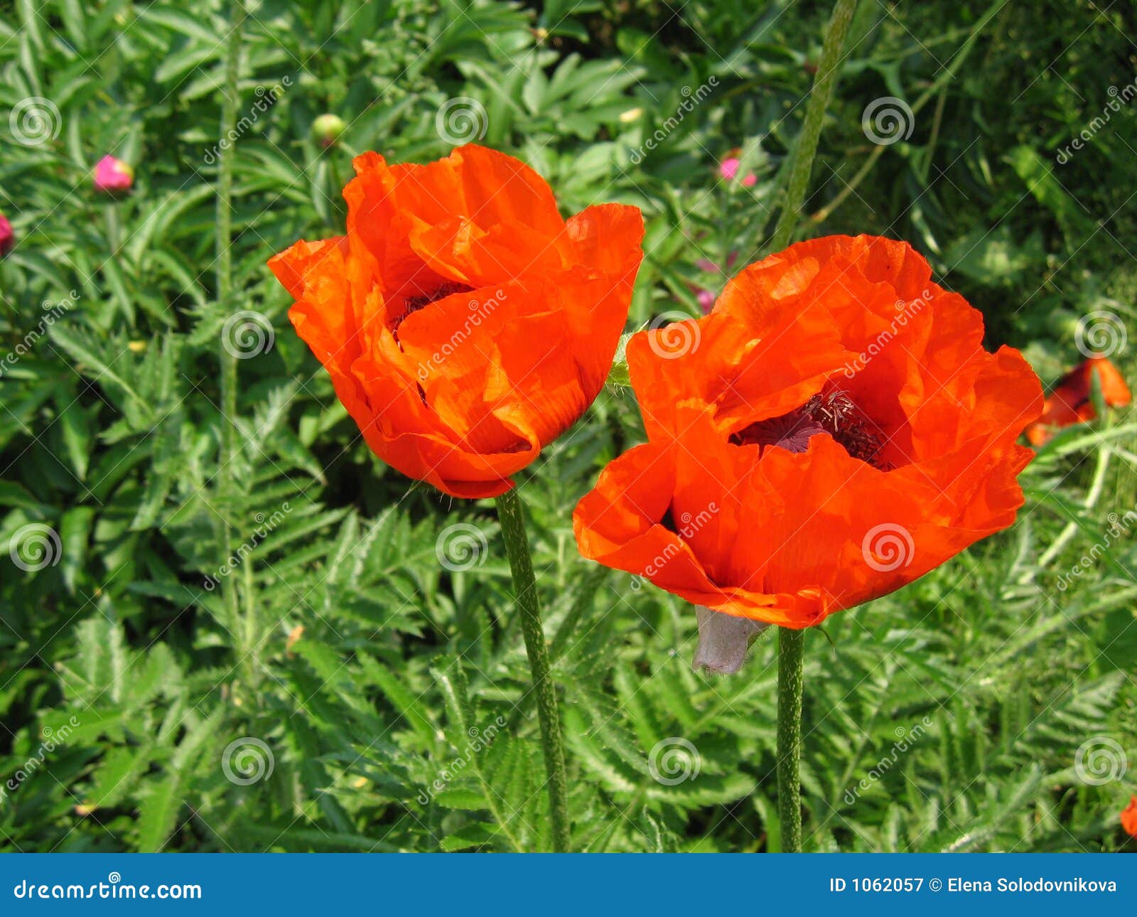 Two red poppies stock image. Image of pair, ecology, field - 1062057
