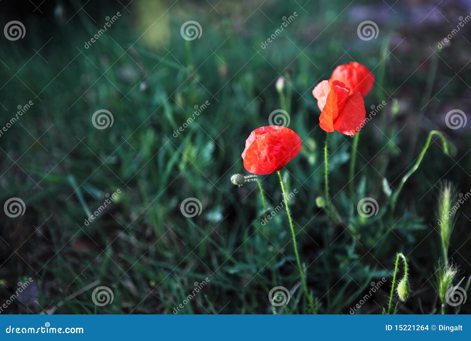 Two red poppies stock photo. Image of close, pasture - 15221264
