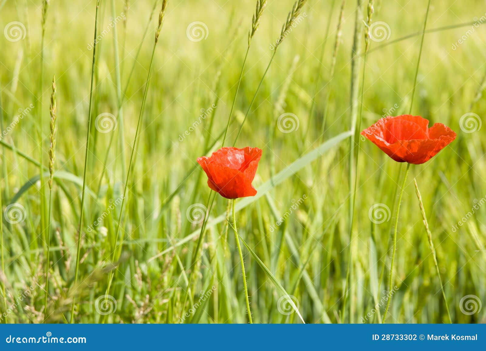 Two red poppies stock photo. Image of beauty, season - 28733302