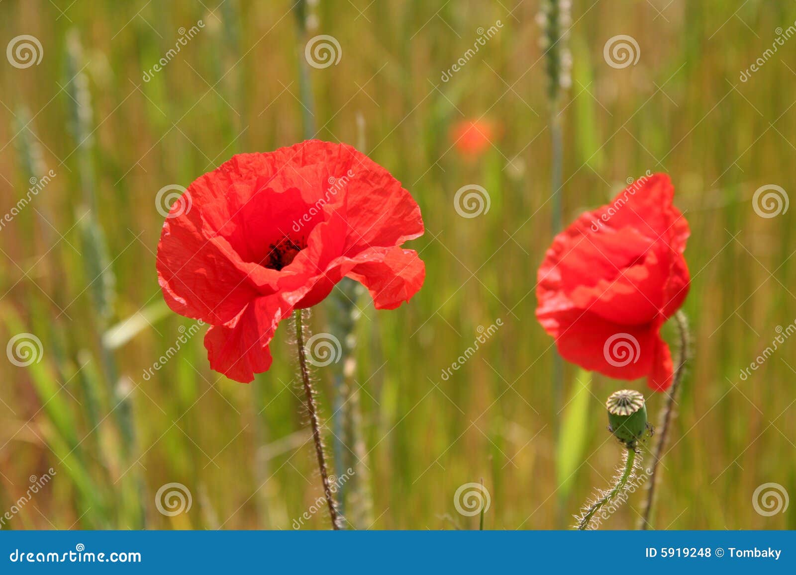 Two red poppies stock photo. Image of landscape, beautiful - 5919248