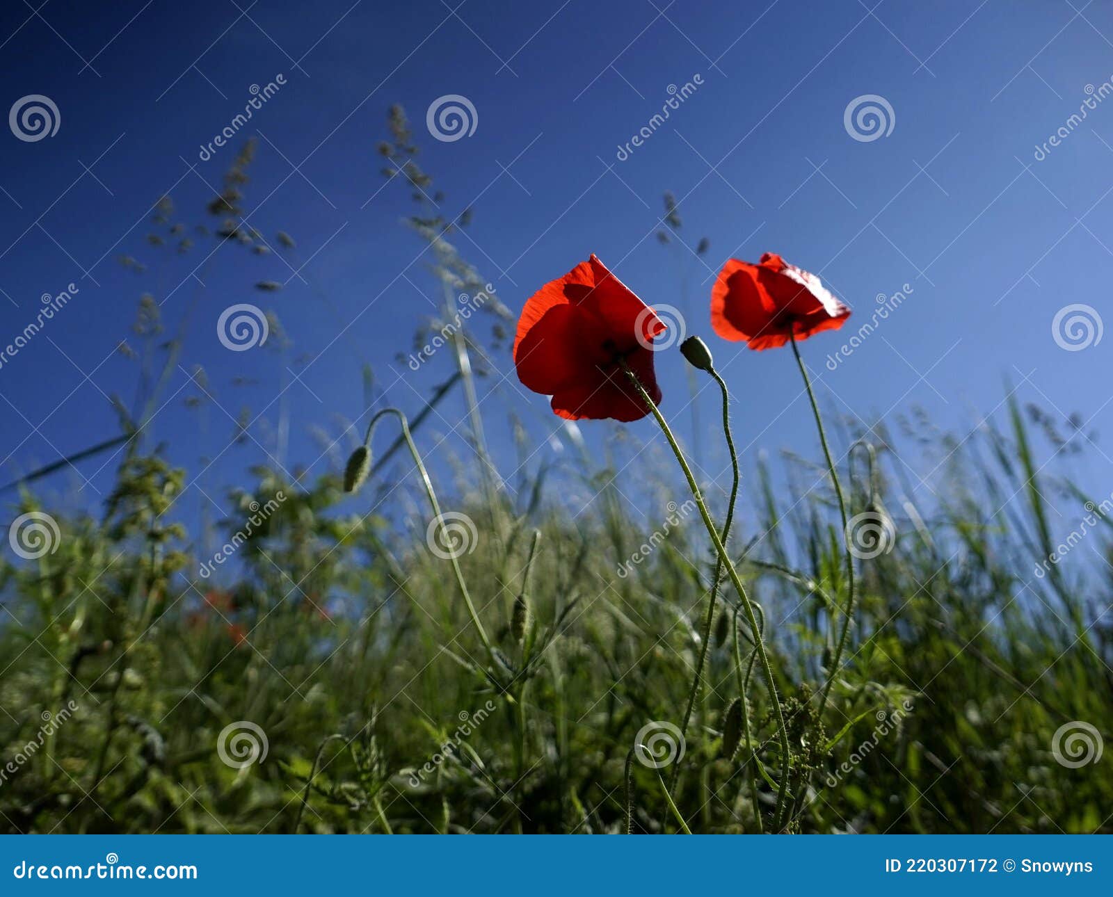 Two Red Poppy Flowers and Buds with Sky Background Stock Photo - Image ...
