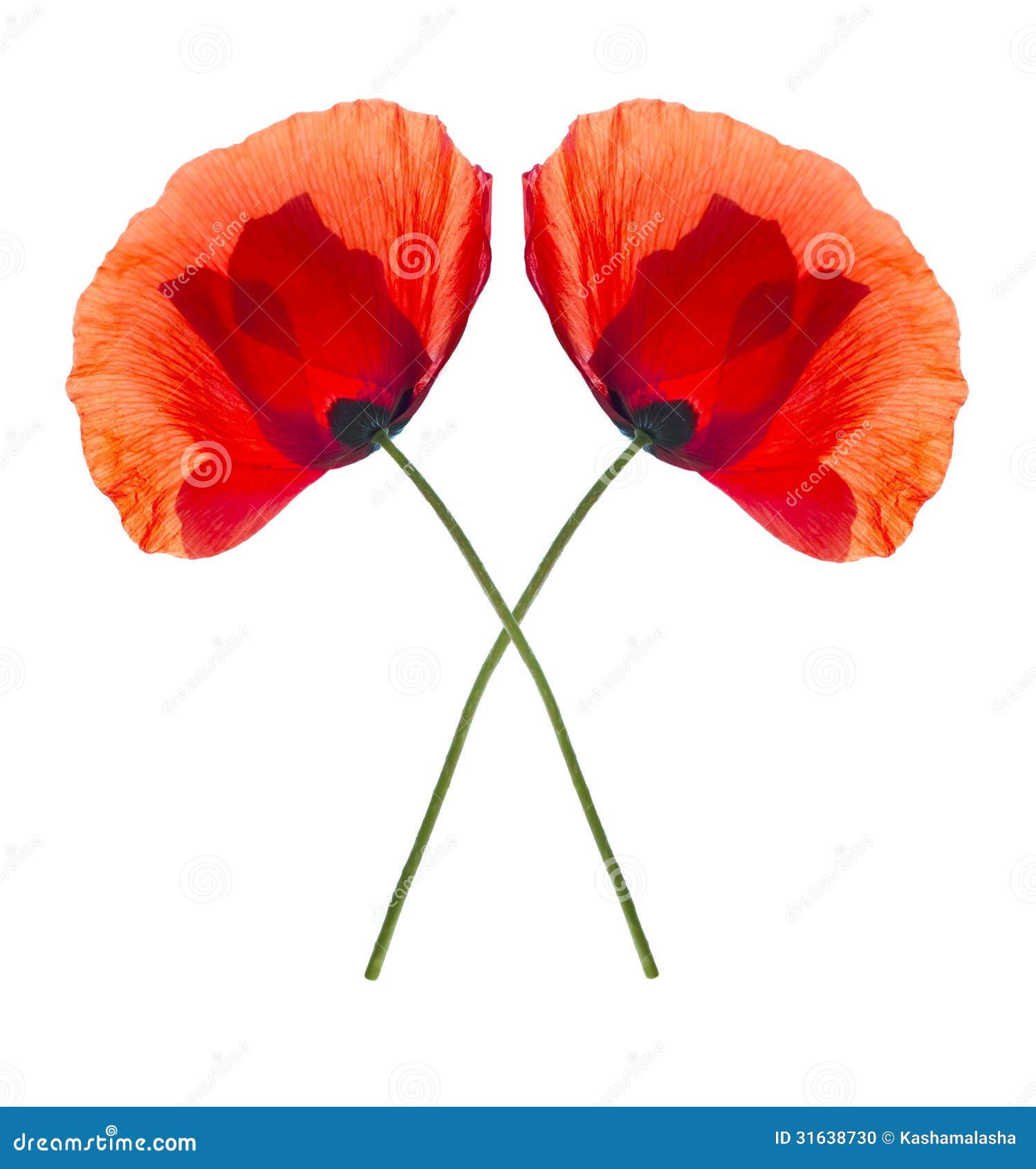 Two red poppies isolated stock photo. Image of bloom - 31638730